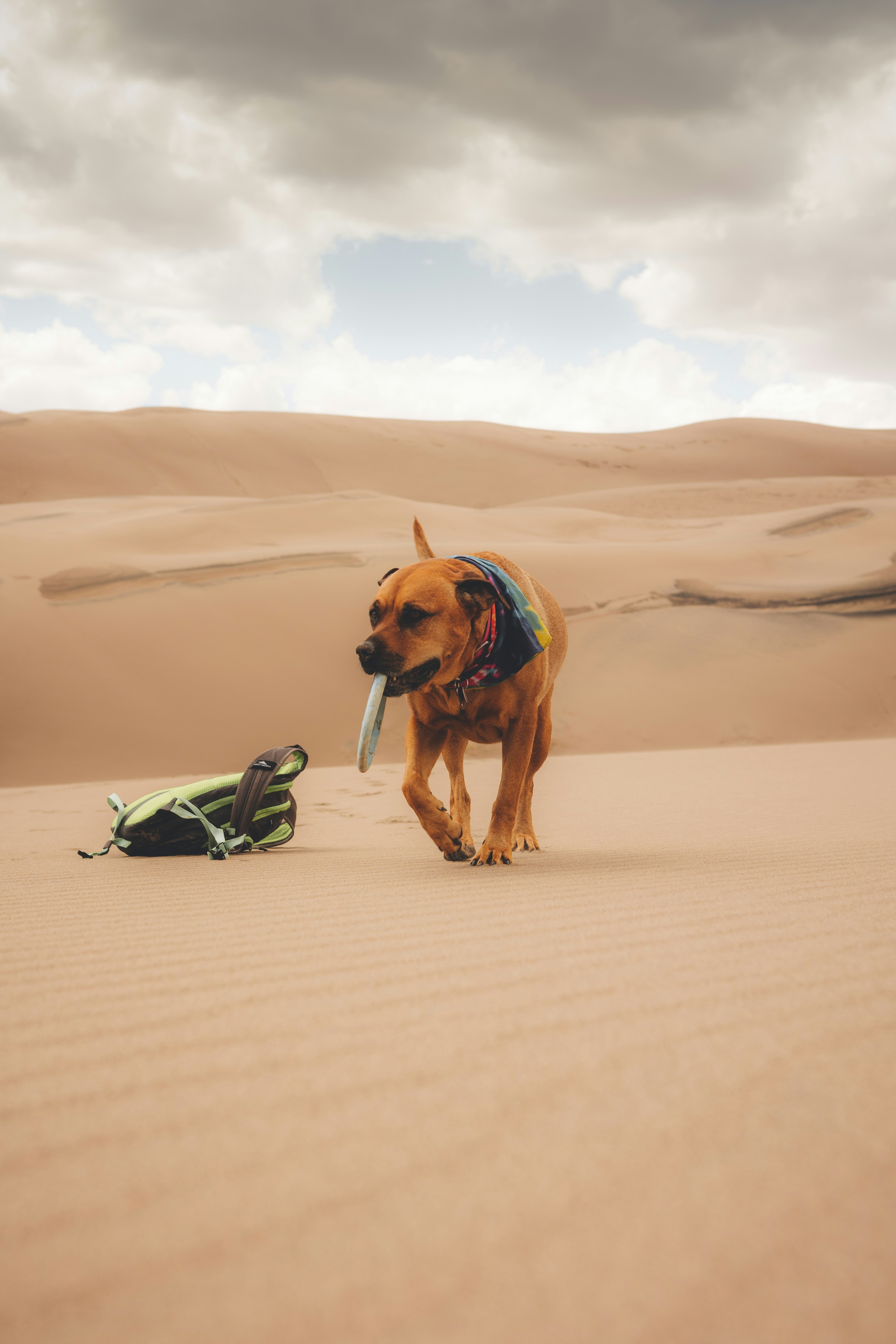 Frisbee in the Dunes: A Desert Wanderer and a Loyal Pup