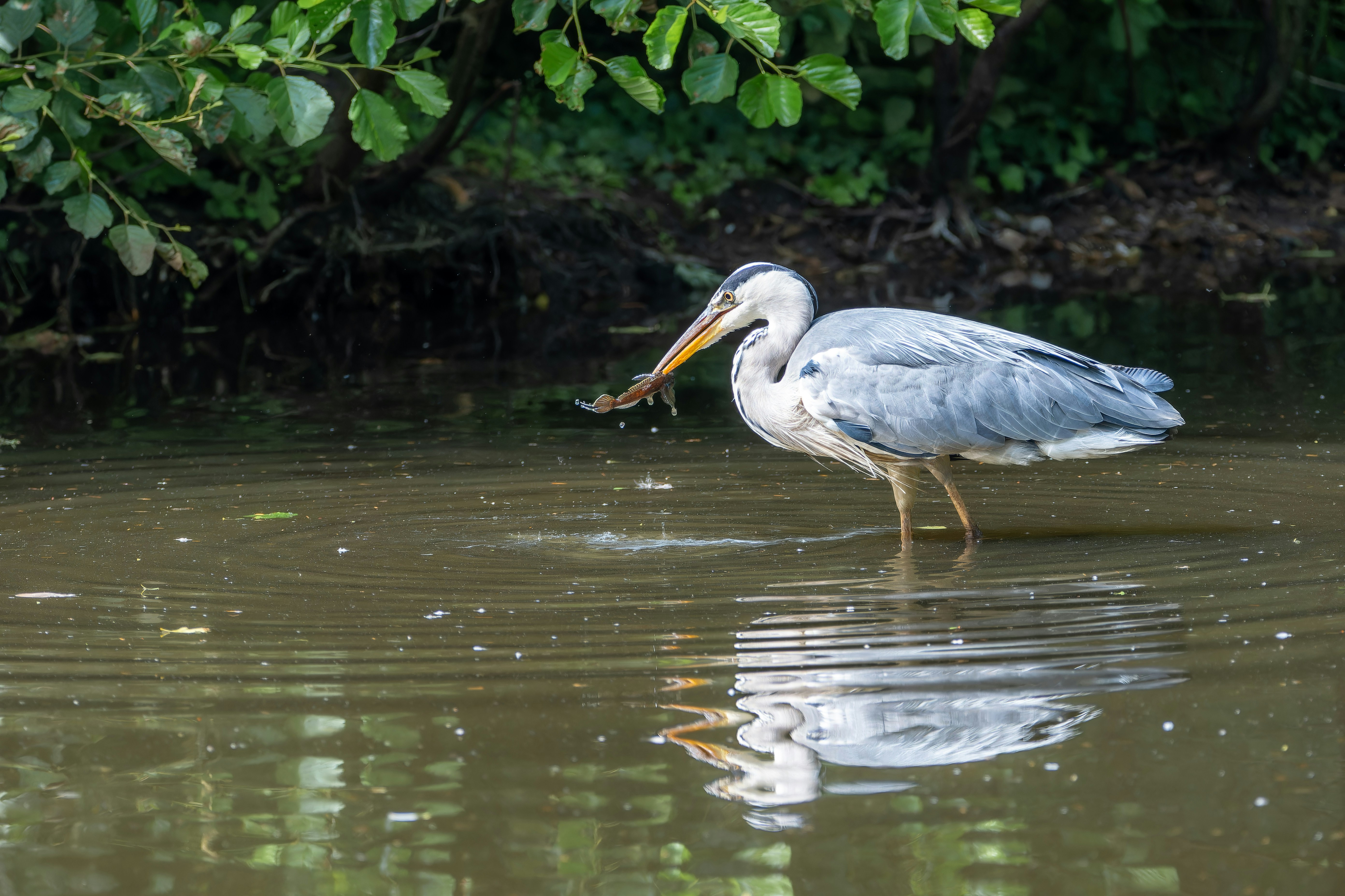 A bird with a fish in it's mouth in the water photo – Free Hd ...