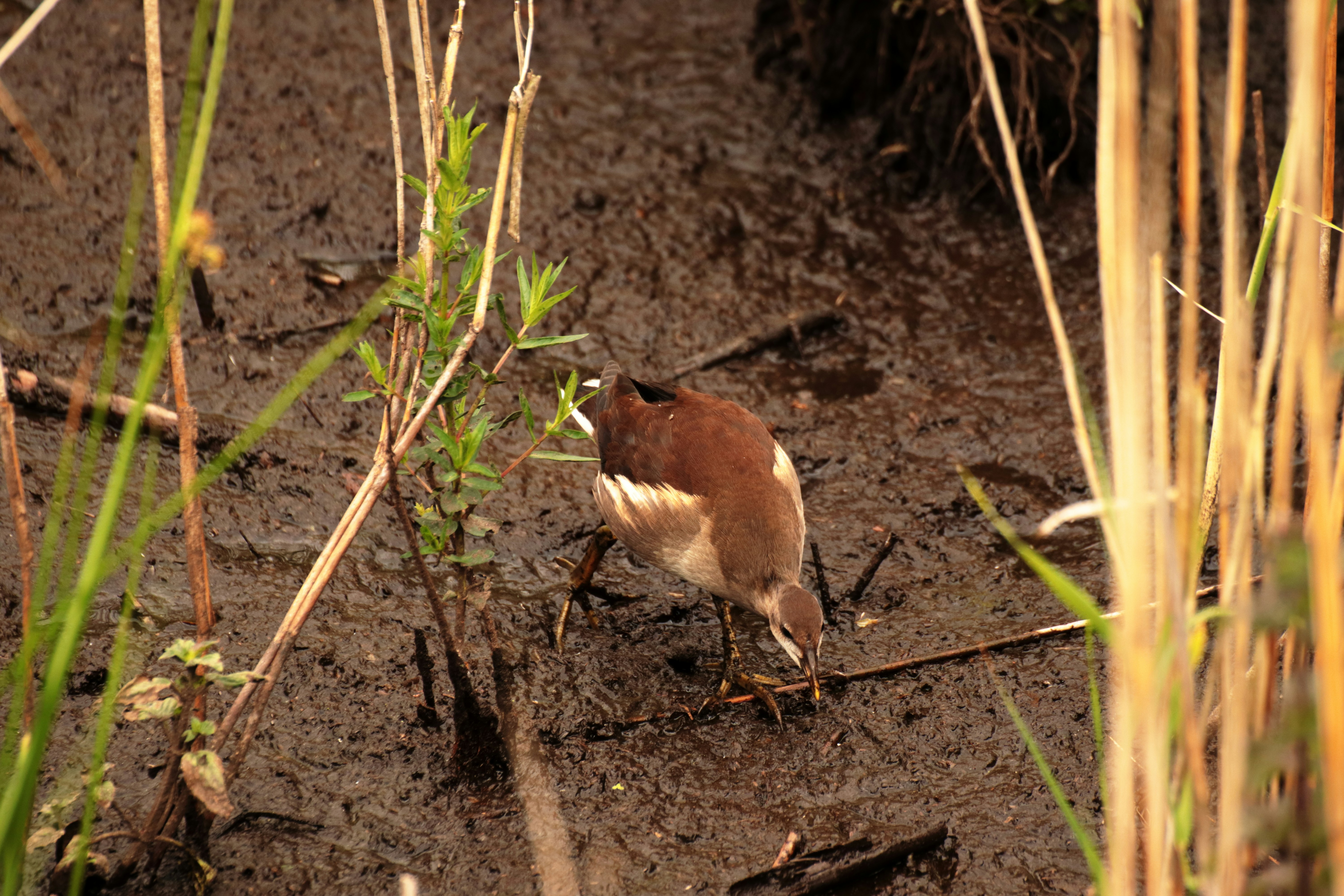 Elusive Marshland Hunter