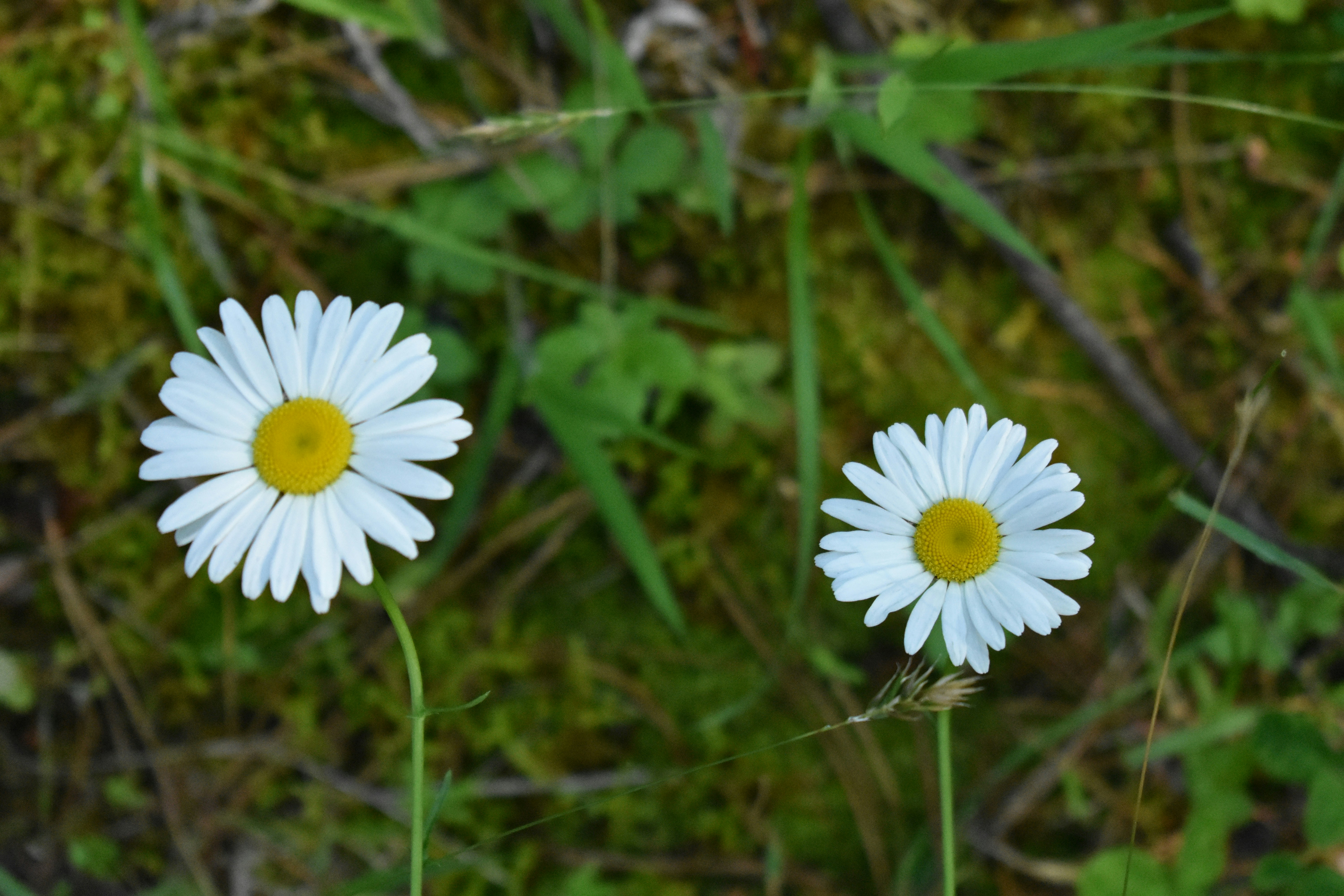 Daisies in Dappled Light: A Quiet Duo in Moss and Grass