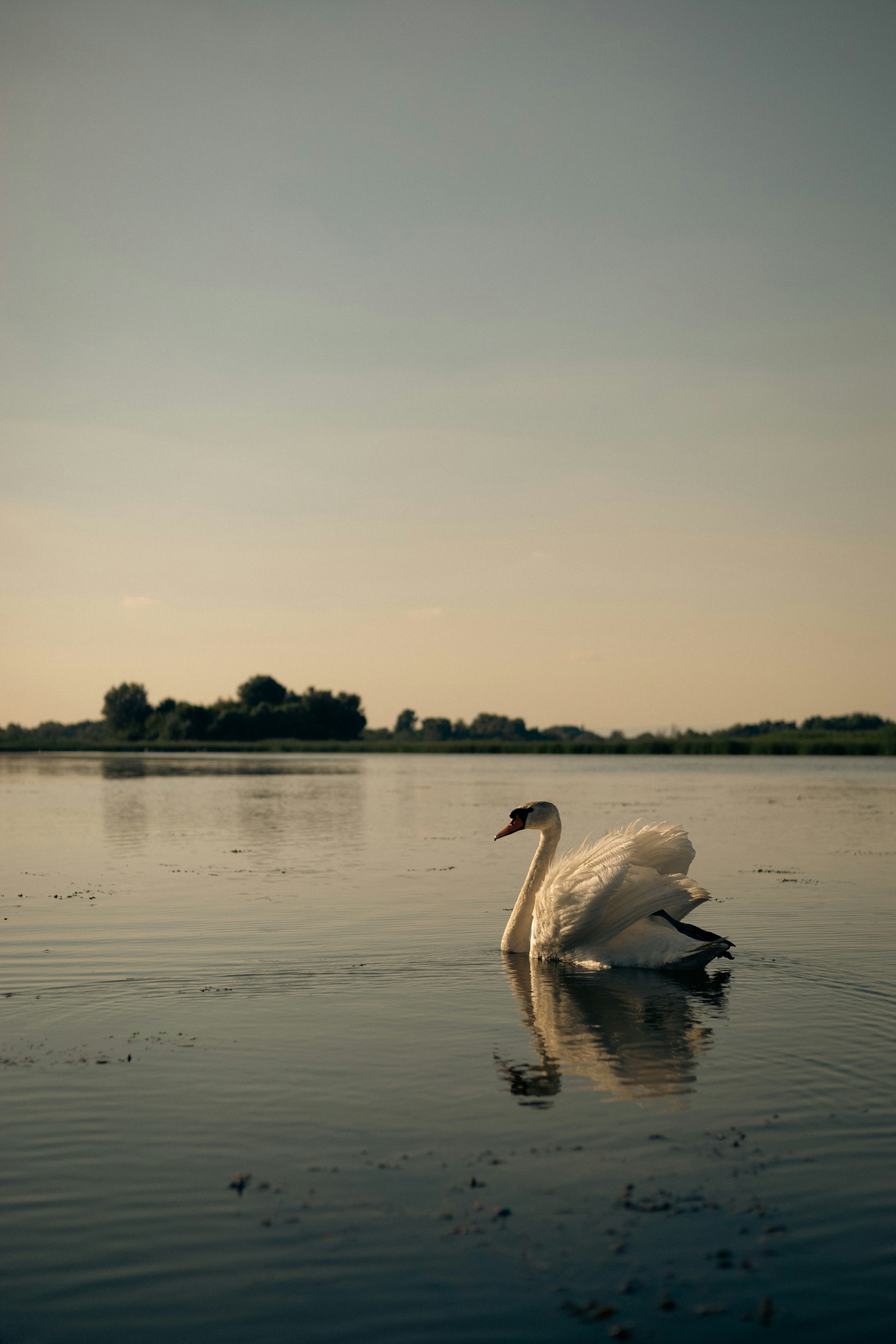 Dusk's Quiet Glide: A Swan Casting Gold on Still Waters