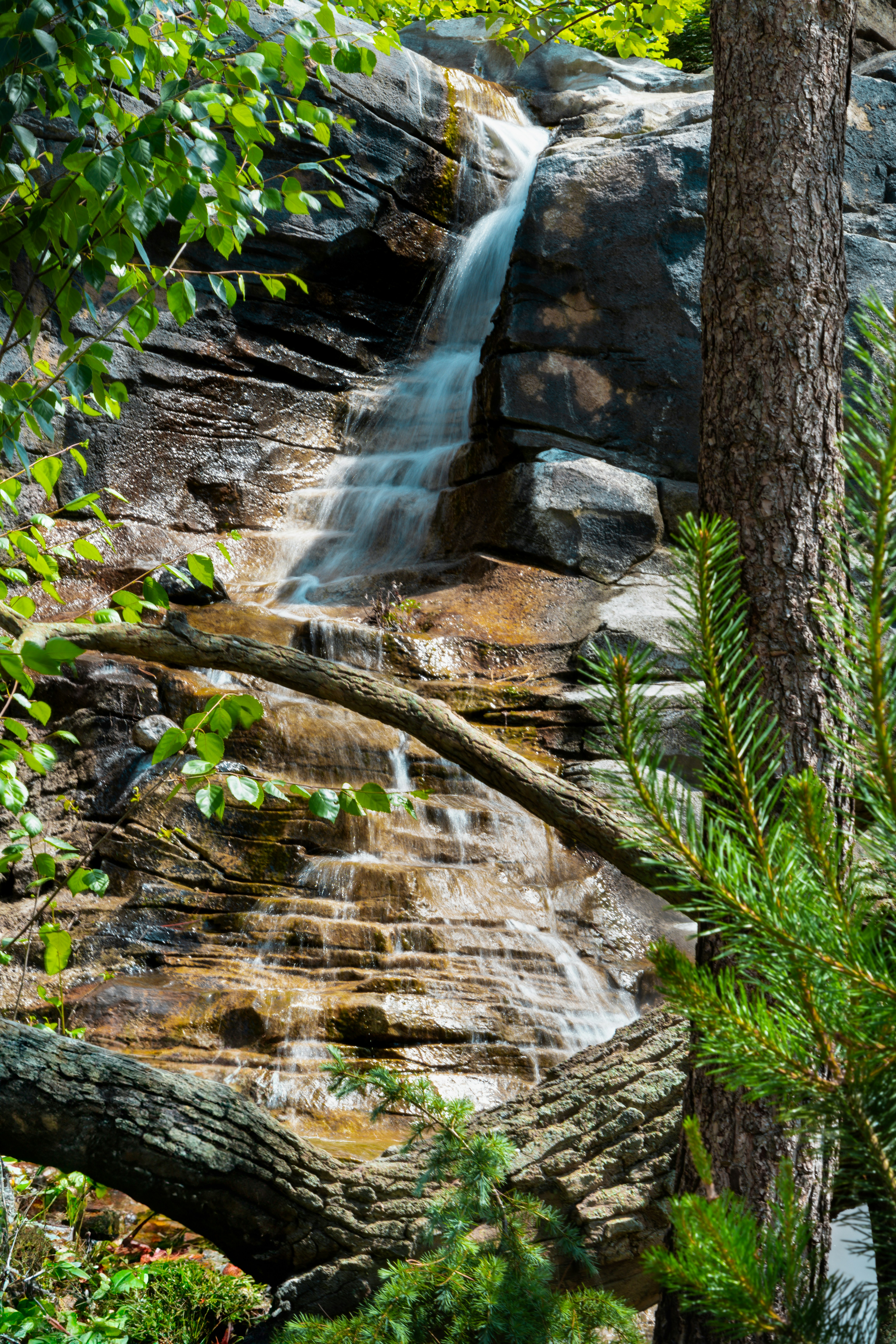 Cascade Through Granite: A Forest Waterfall Framed by Pines