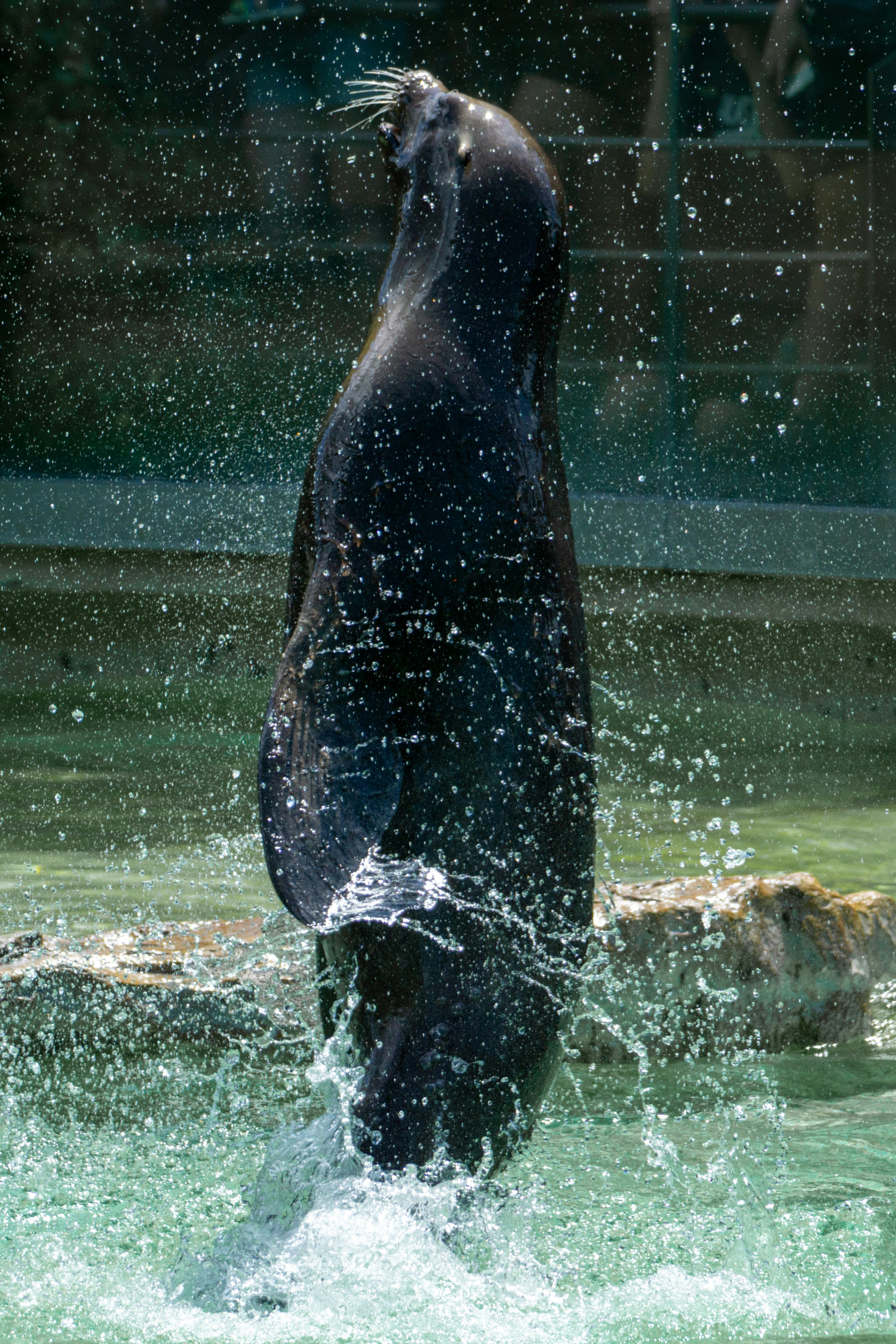 Aquatic Acrobatics: A Seal's Dance in the Splash Zone