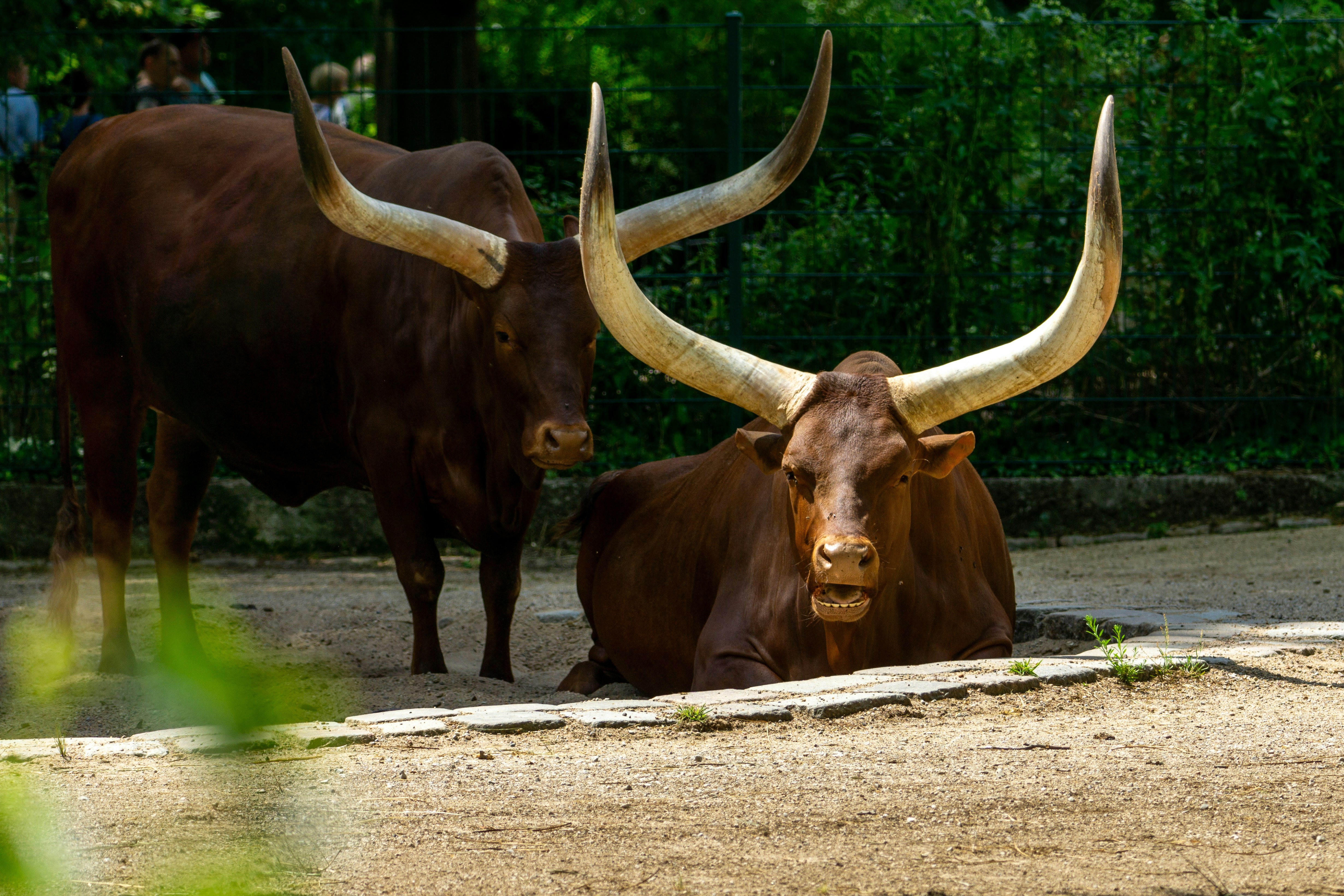 a couple of bulls that are standing in the dirt