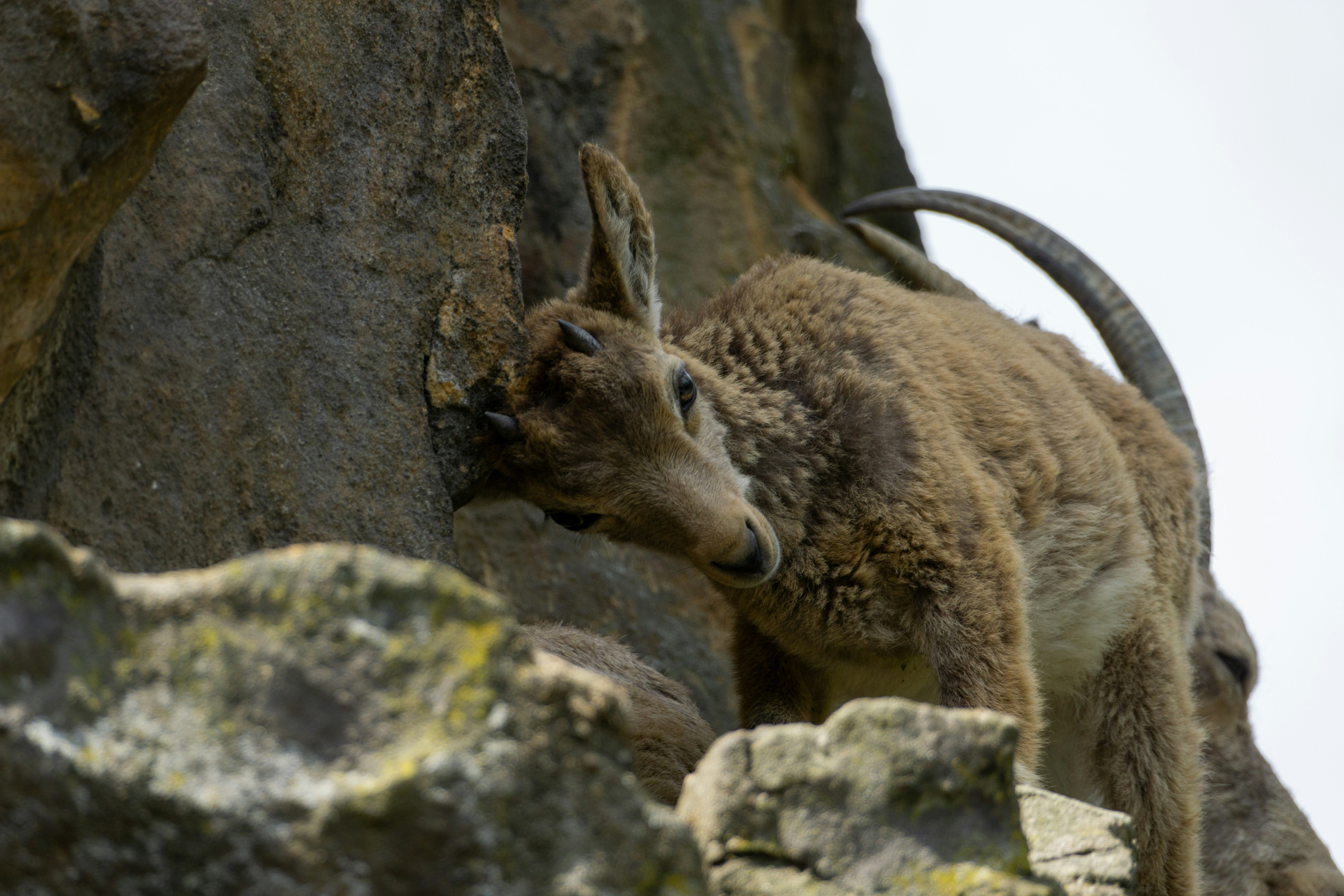 Curious Alpine Ram on a Craggy Ledge