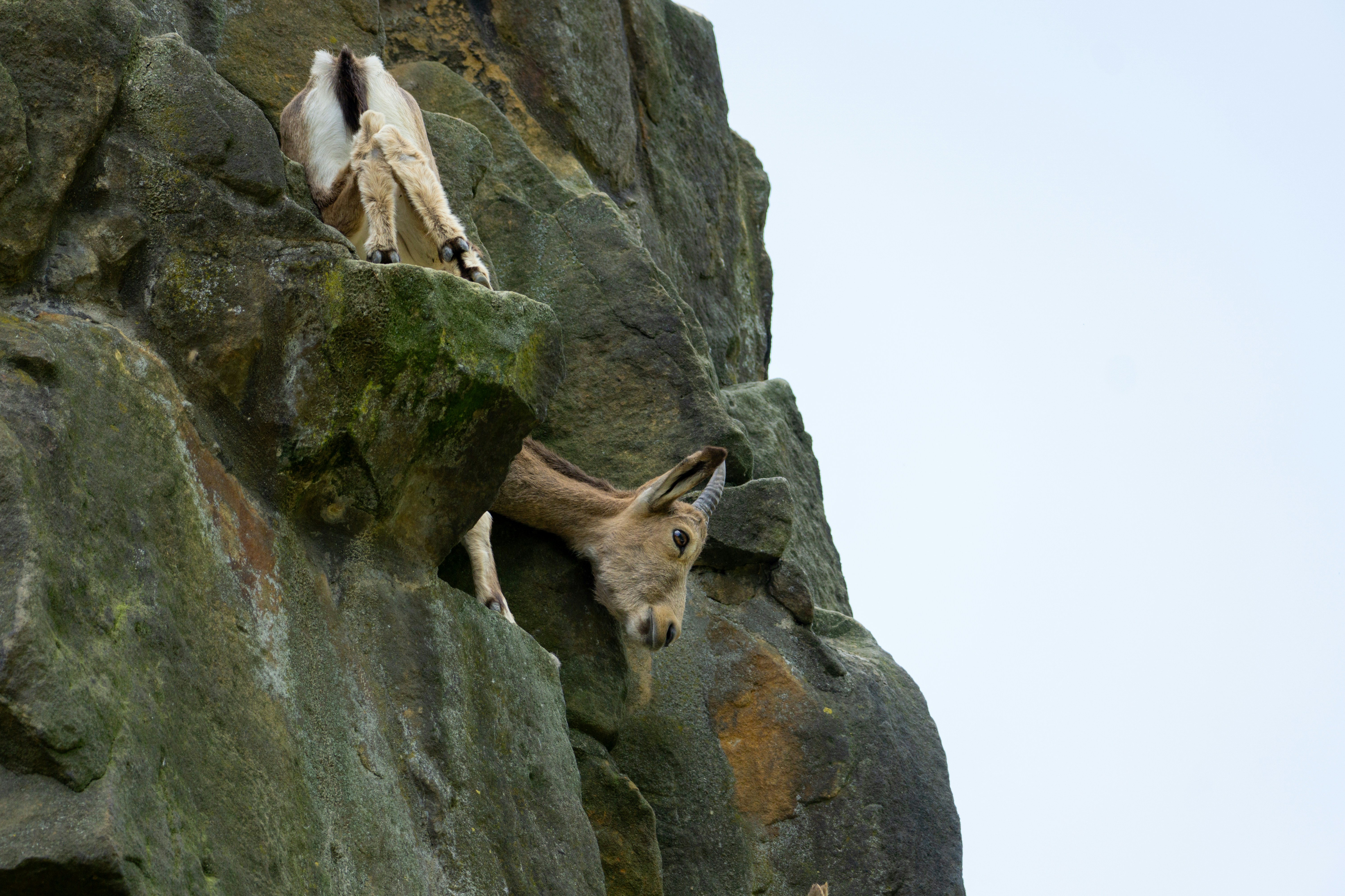 Goat's Narrow Climb: A Steep Leap on Jagged Rock