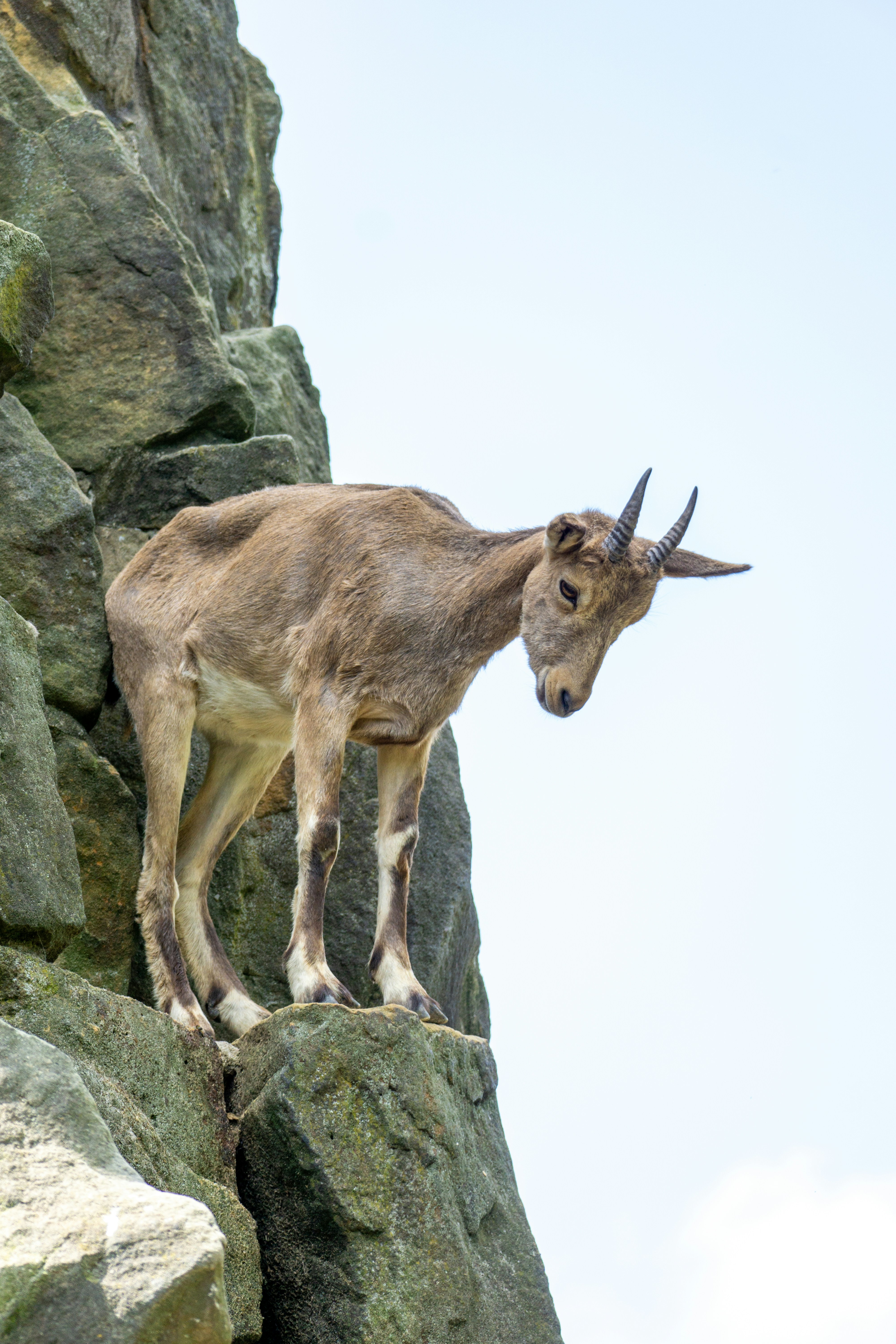 Cliff-Edge Sentinel: Alpine Goat Perched on Granite Ridge