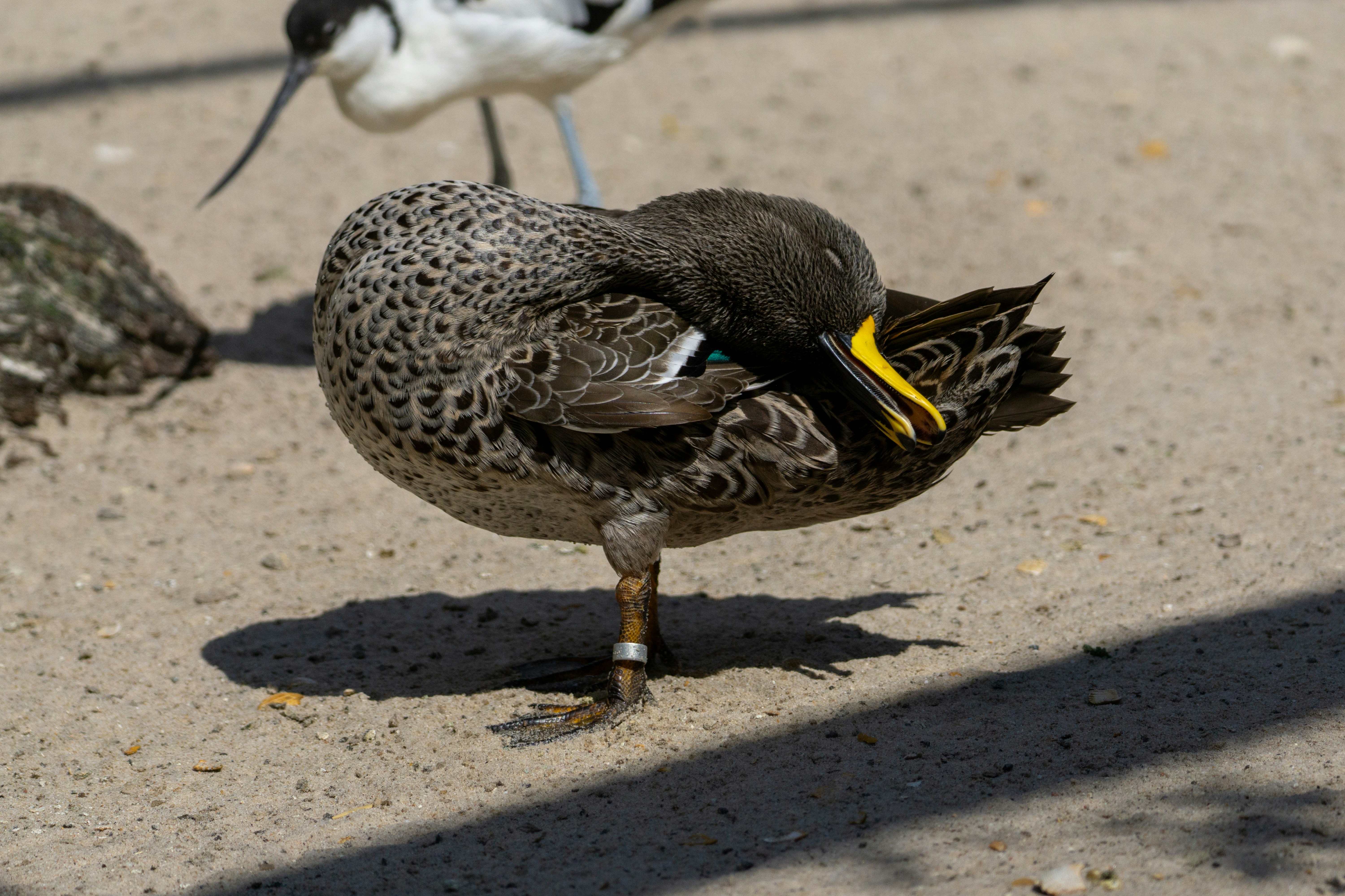 A Moment of Solitude: The Resting Duck