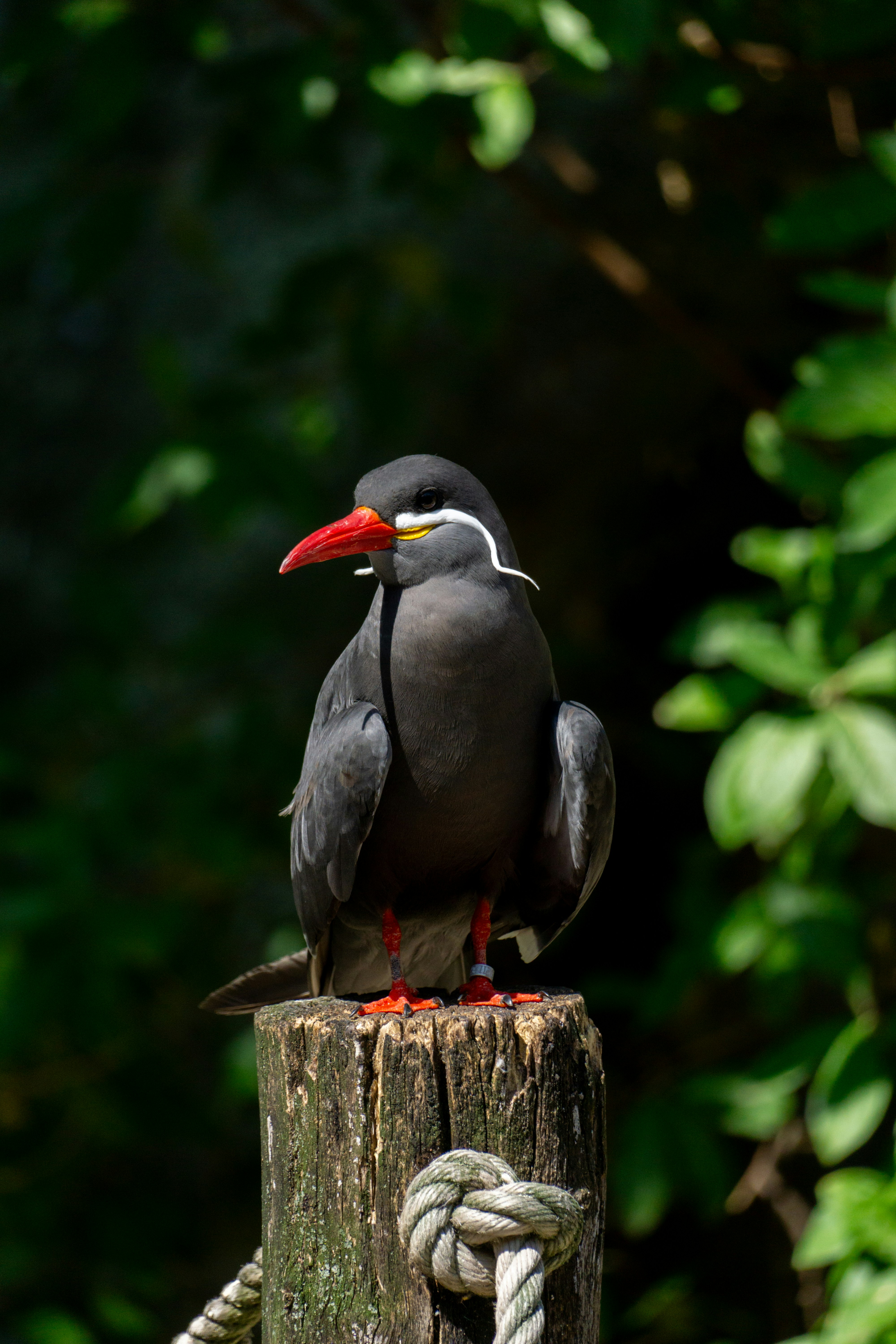 Crimson Beak Sentinel: Black-Crowned Night Heron on a Mossy Post