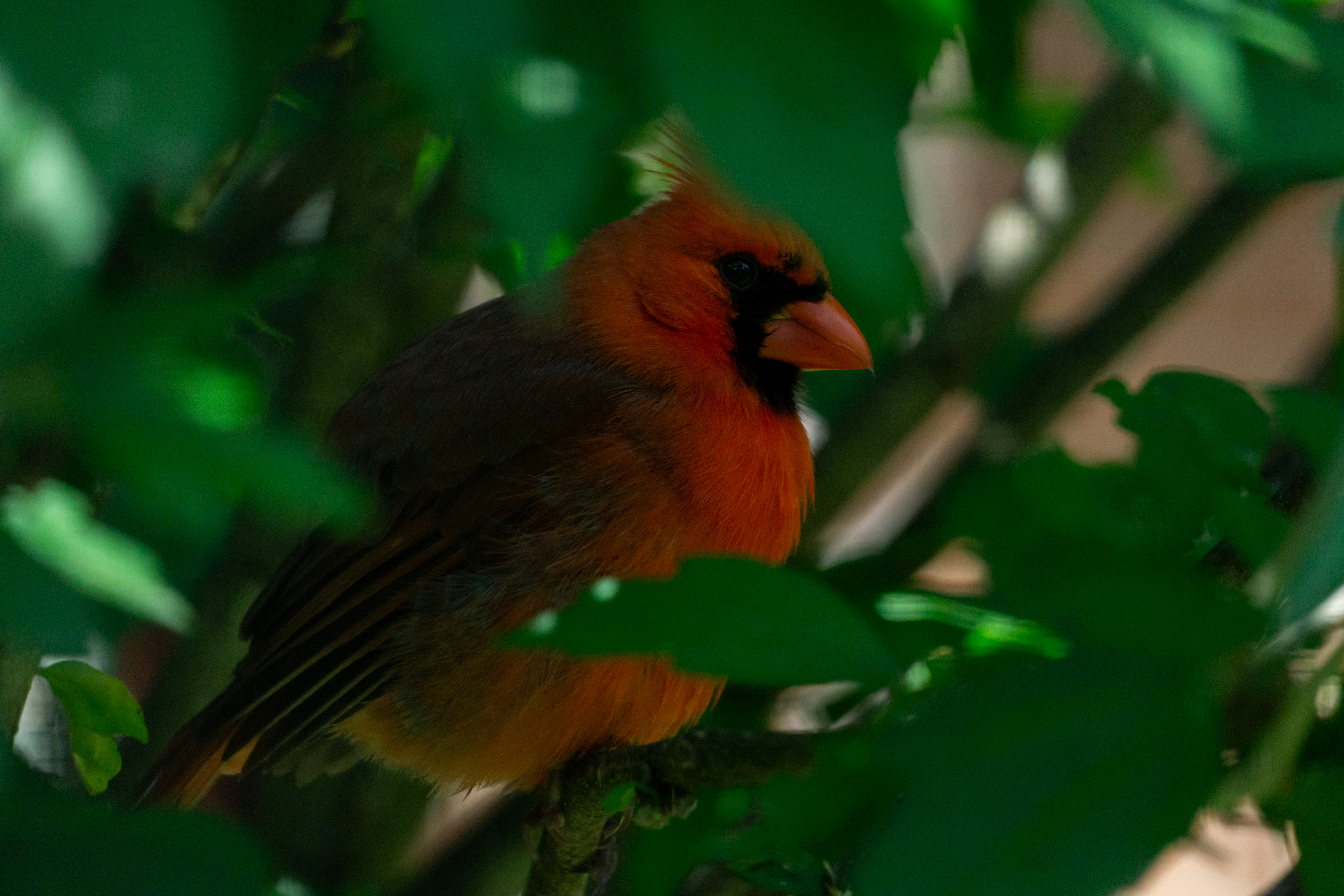A red bird sitting on top of a tree branch photo – Free Bird Image on ...