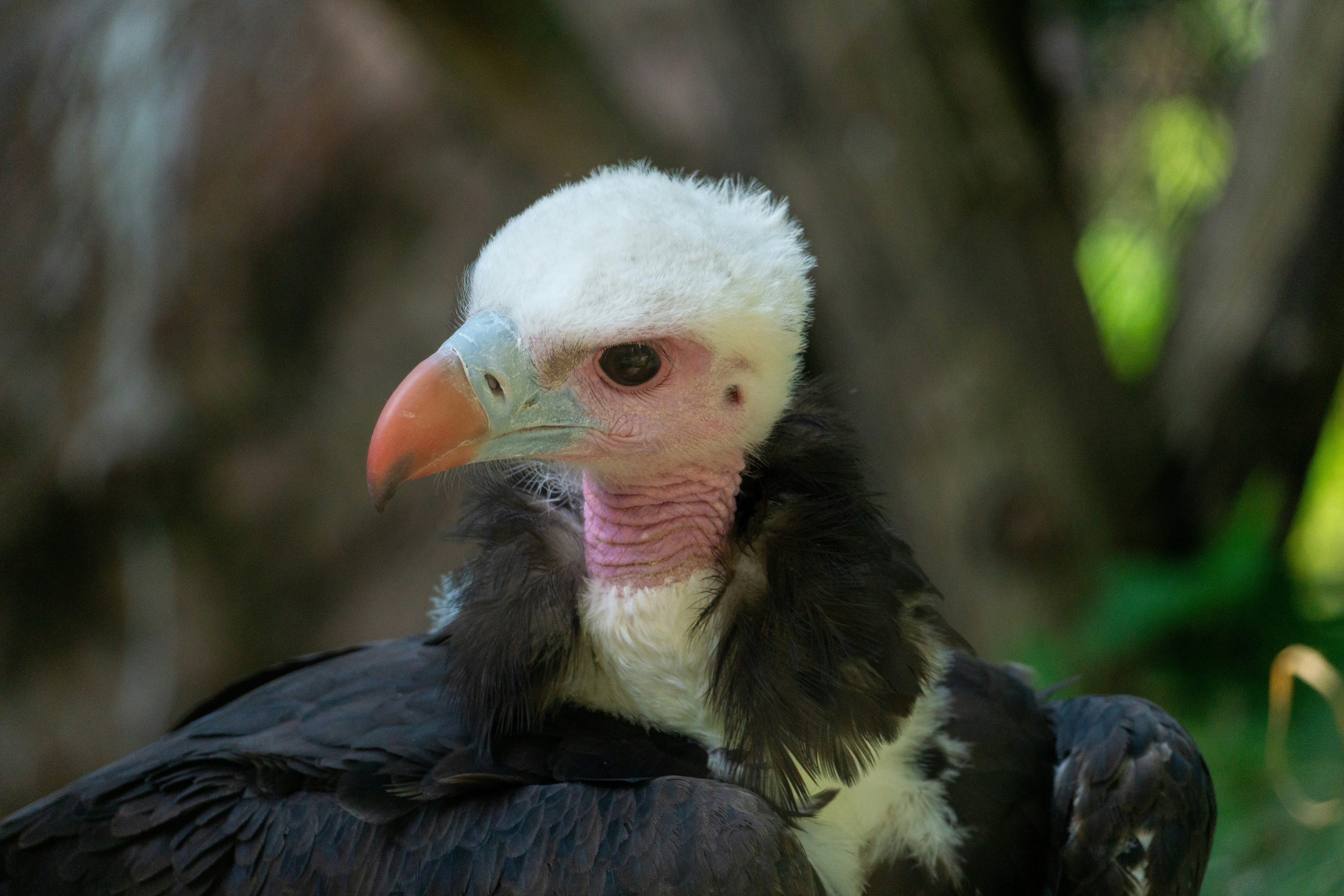 White-Headed Vulture: Close-Up Portrait Amid Lush Green Backdrop