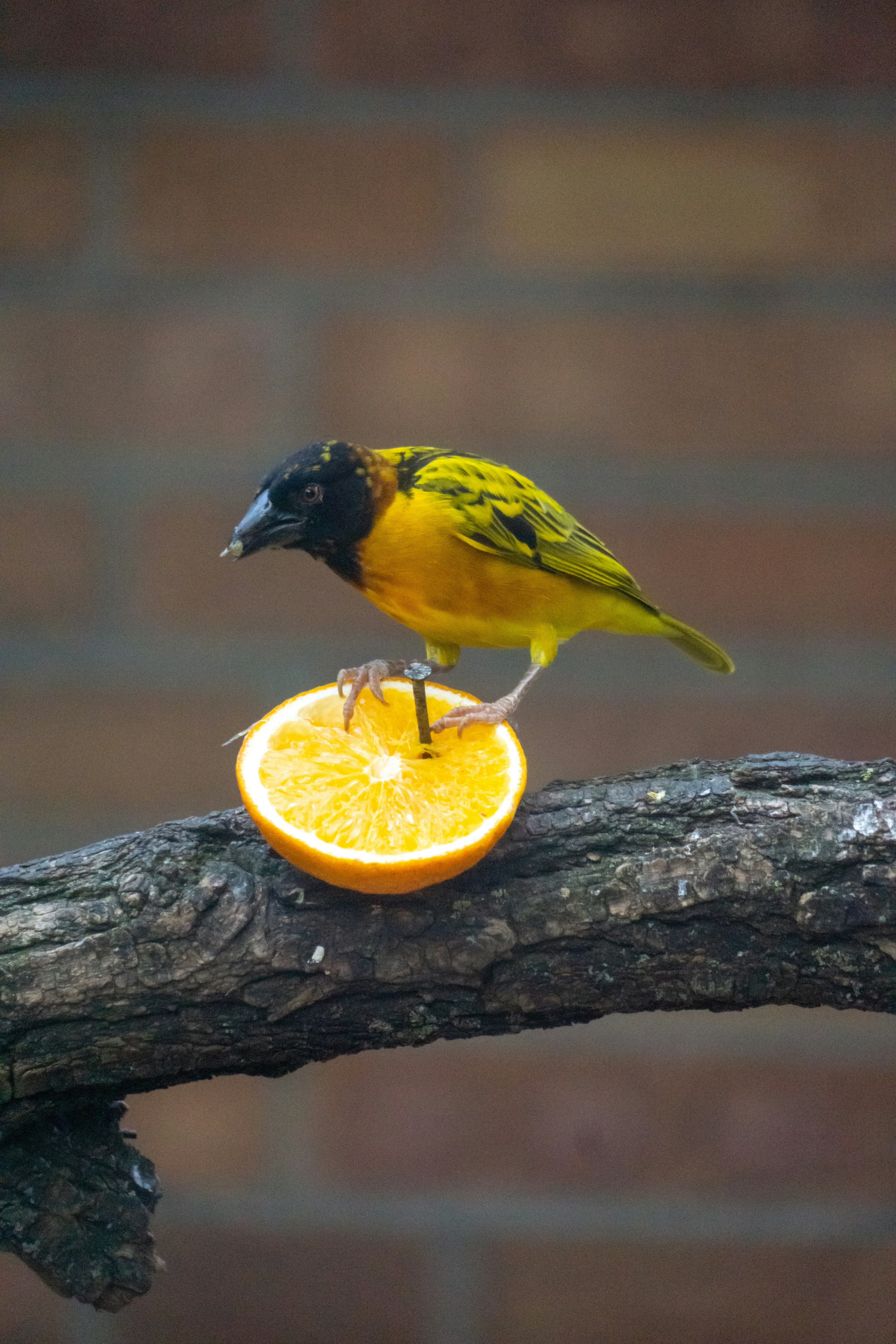 Black-headed Oriole Perched on a Citrus Slice Against a Brick Wall