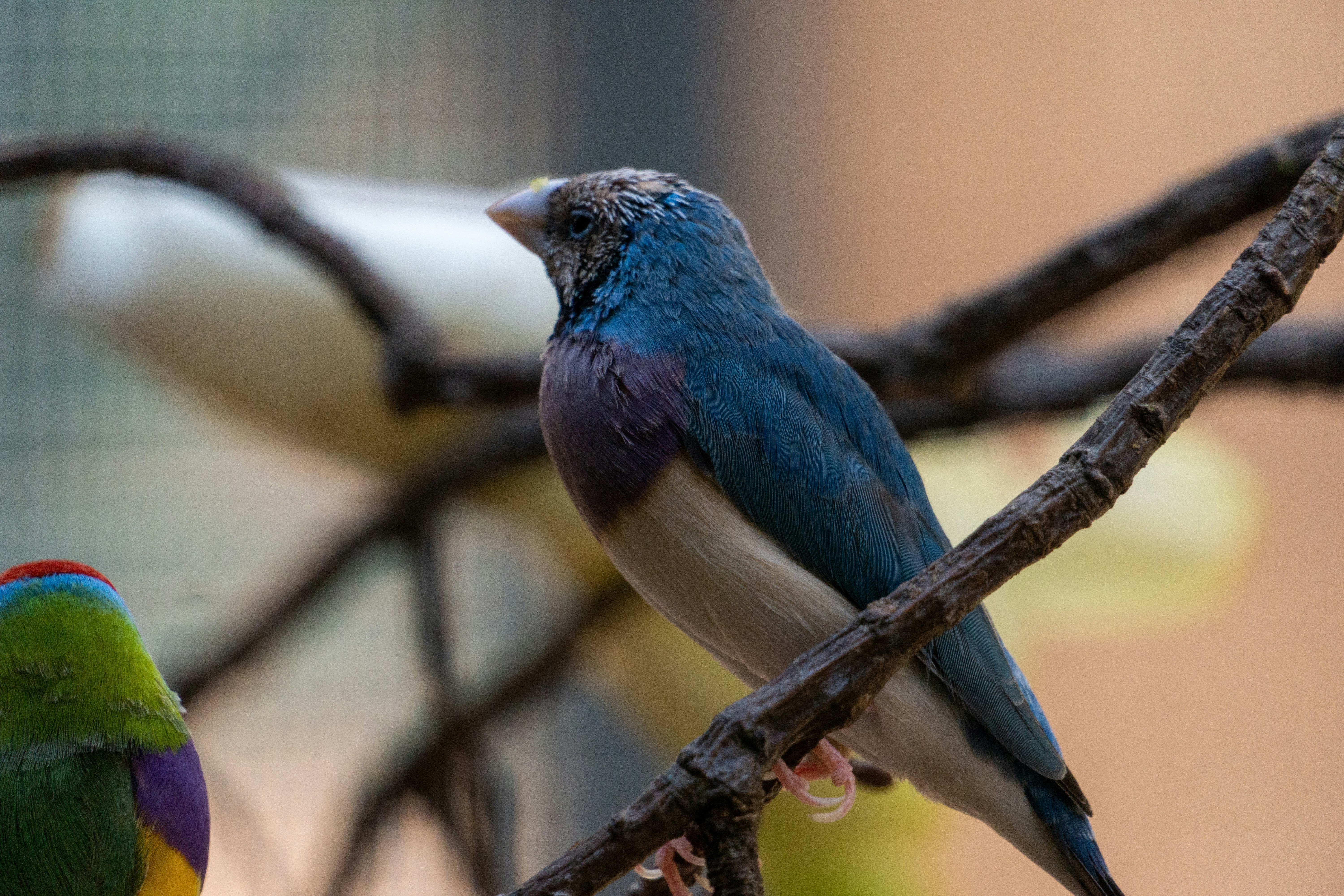 Azure-Blue Bird on a Weathered Branch in an Aviary