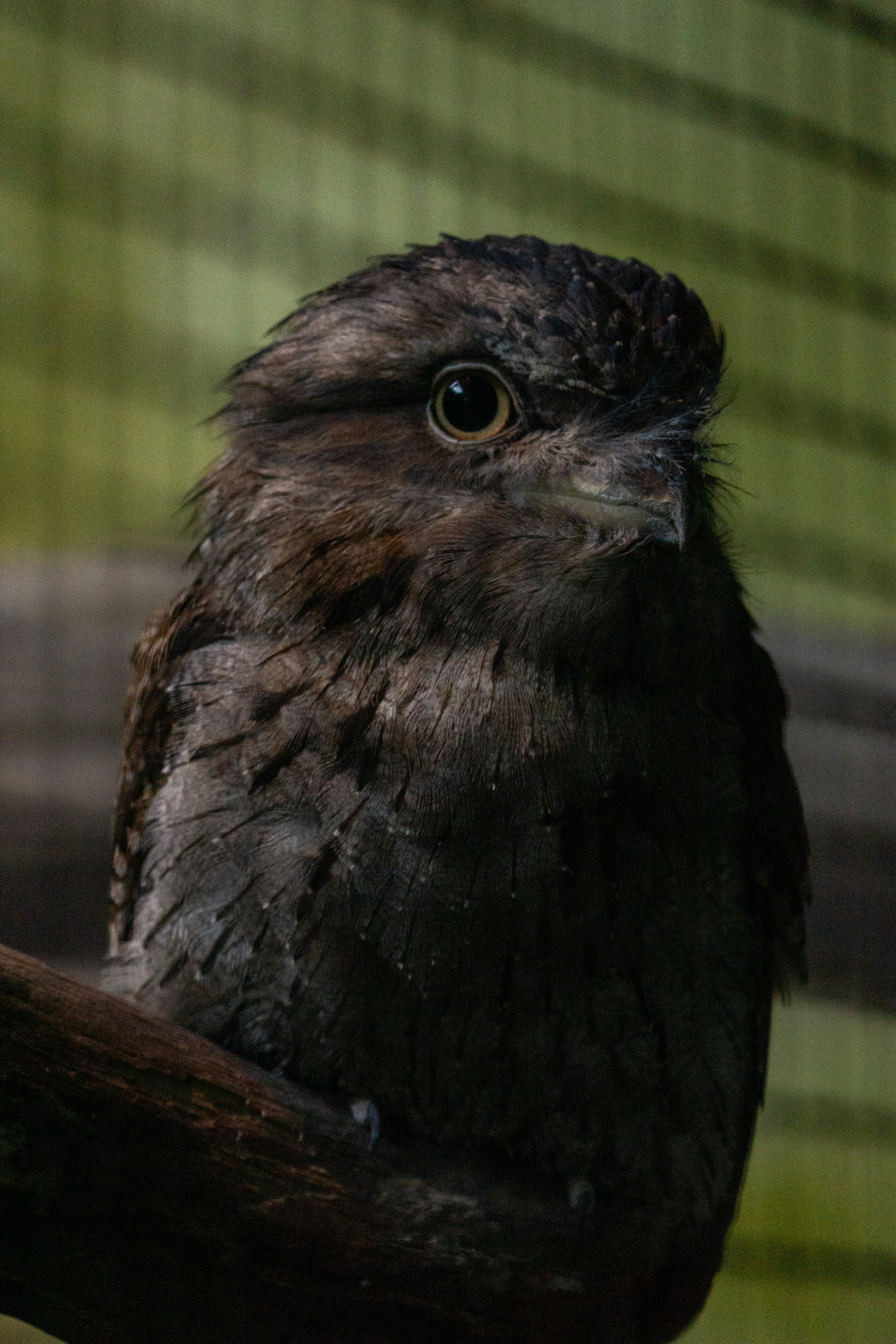 Gloom-Feathered Gaze: A Dark Raptor at the Cage