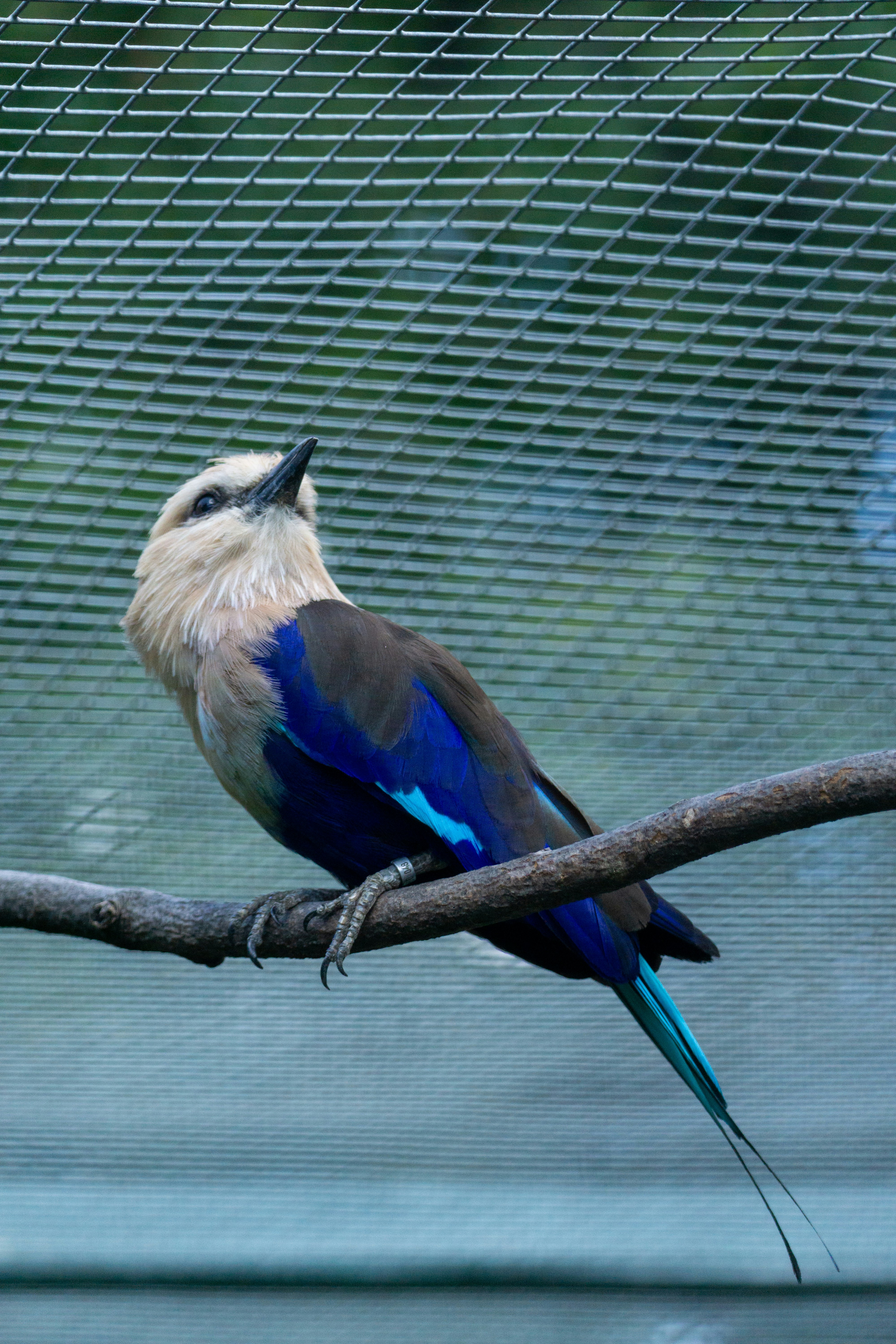 Azure Crest on a Wire: Cream-Headed Bird Perches Under a Mesh Canopy