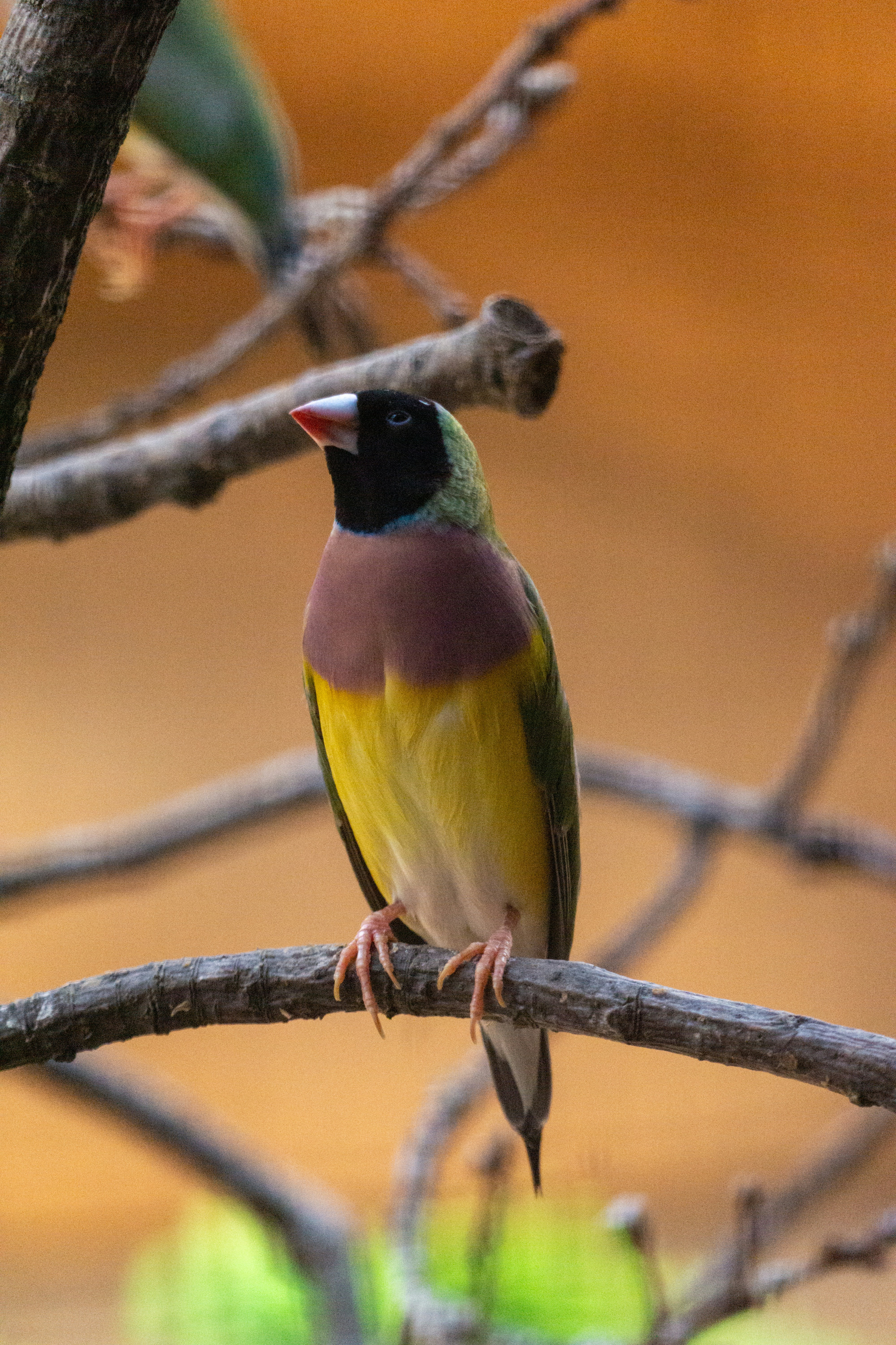 Rainbow Cloak on a Quiet Perch: A Finchy Portrait in Autumn Light
