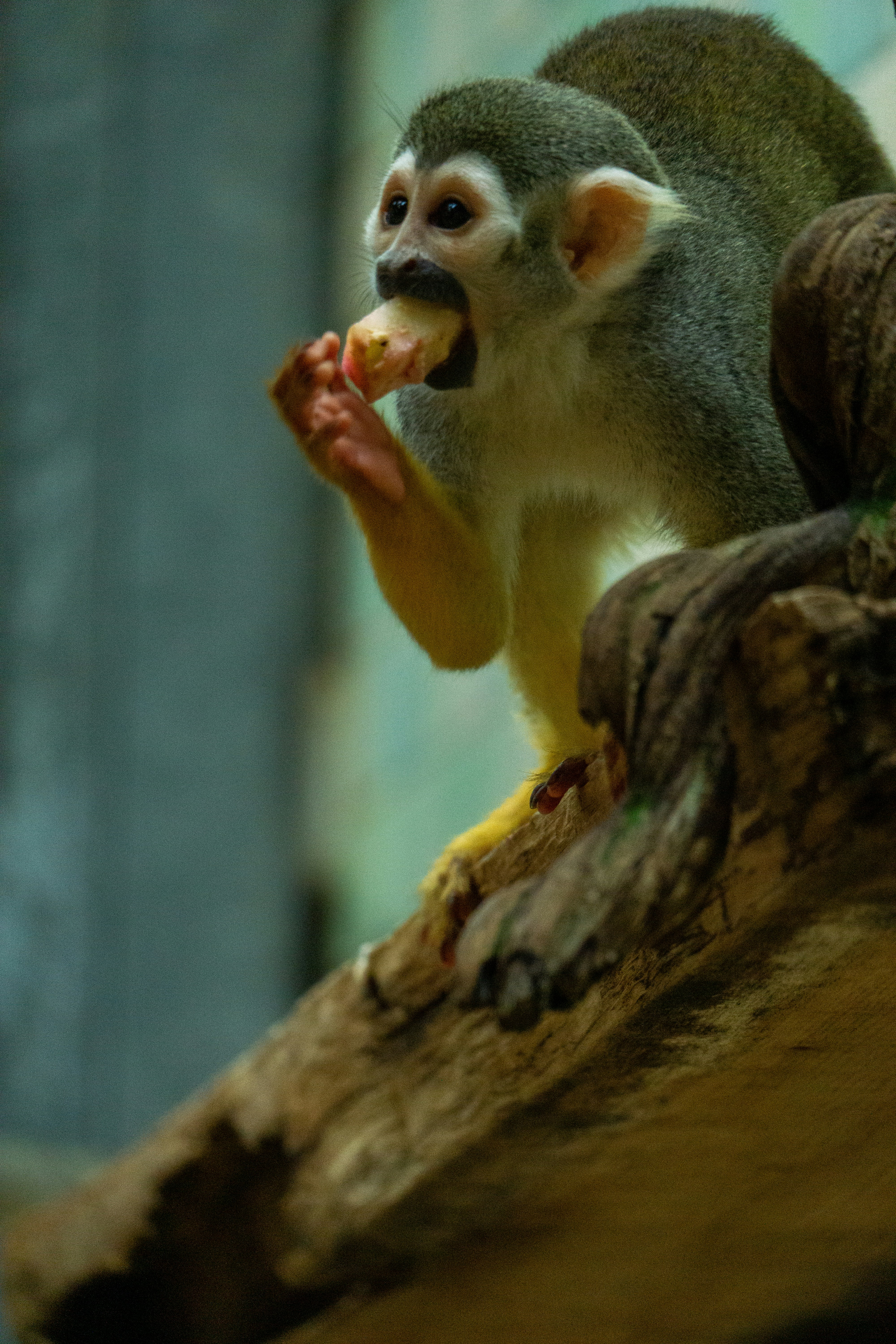 Photo by Robert Schwarz with Sony Alpha 6000