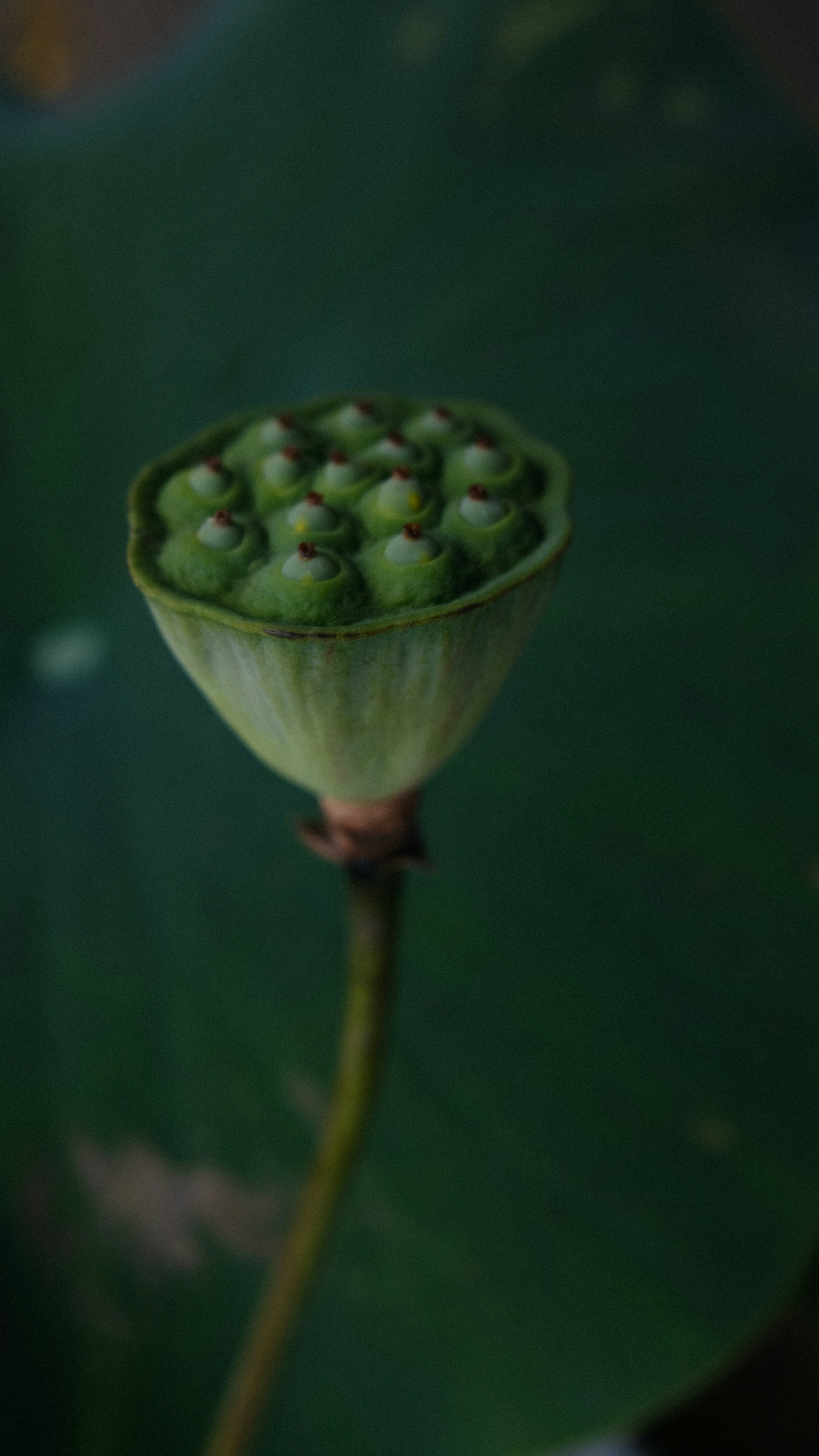 Emerald Lotus Seed Pod: Quiet Macro Architecture