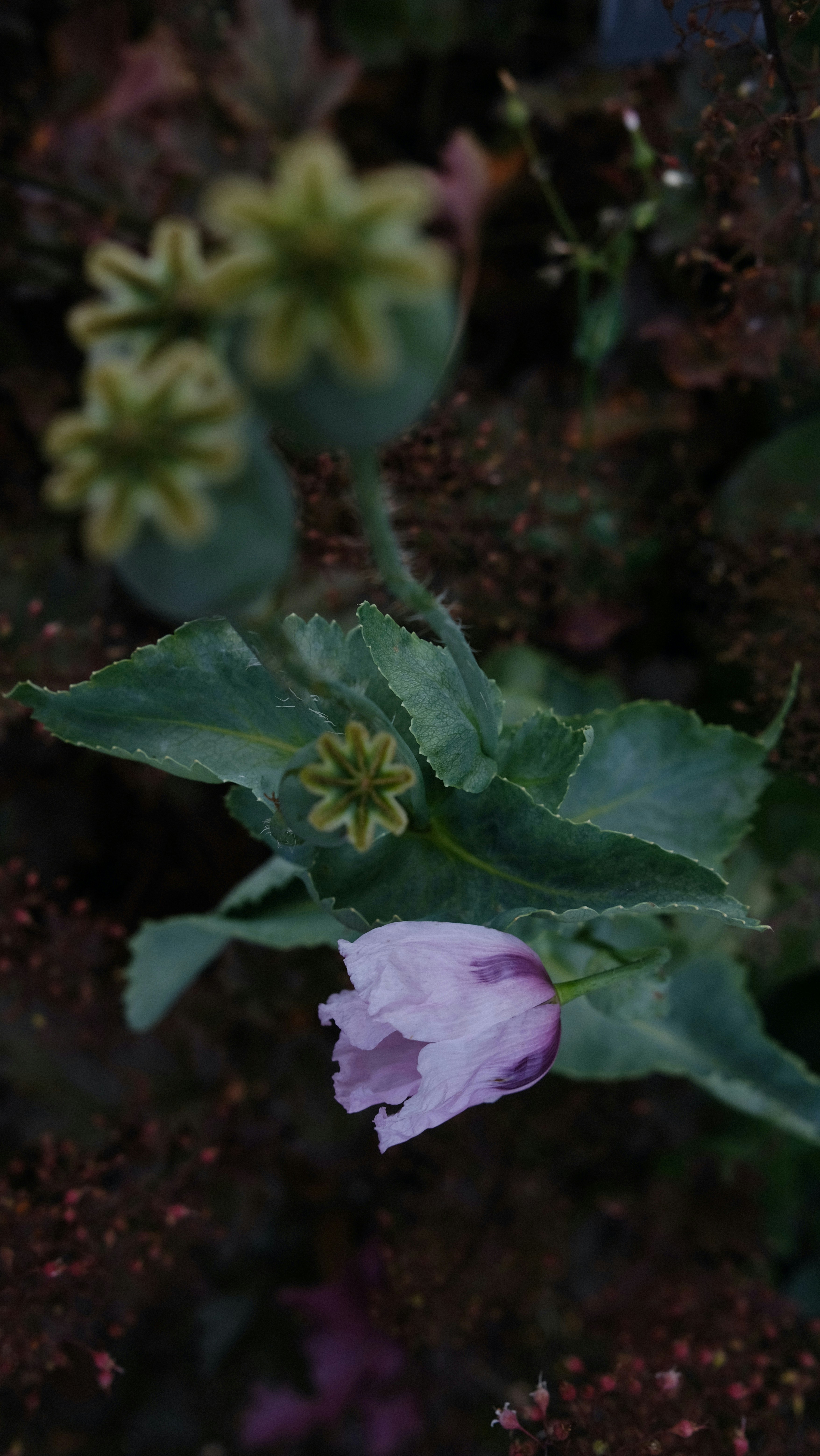 Drooping Lavender Bloom in a Shadowed Garden