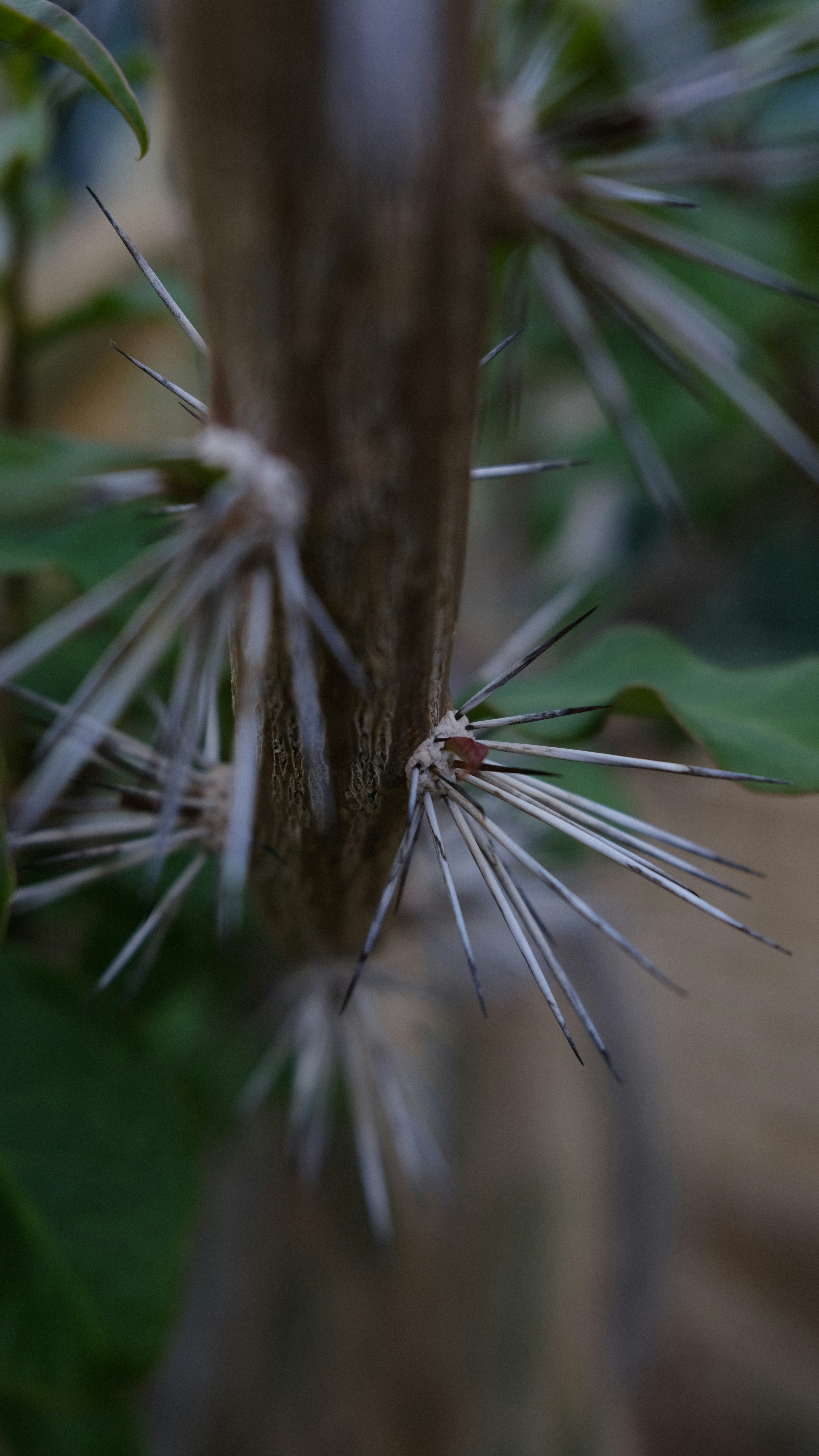 A close up of a plant with long needles photo – Free Nature closeup ...