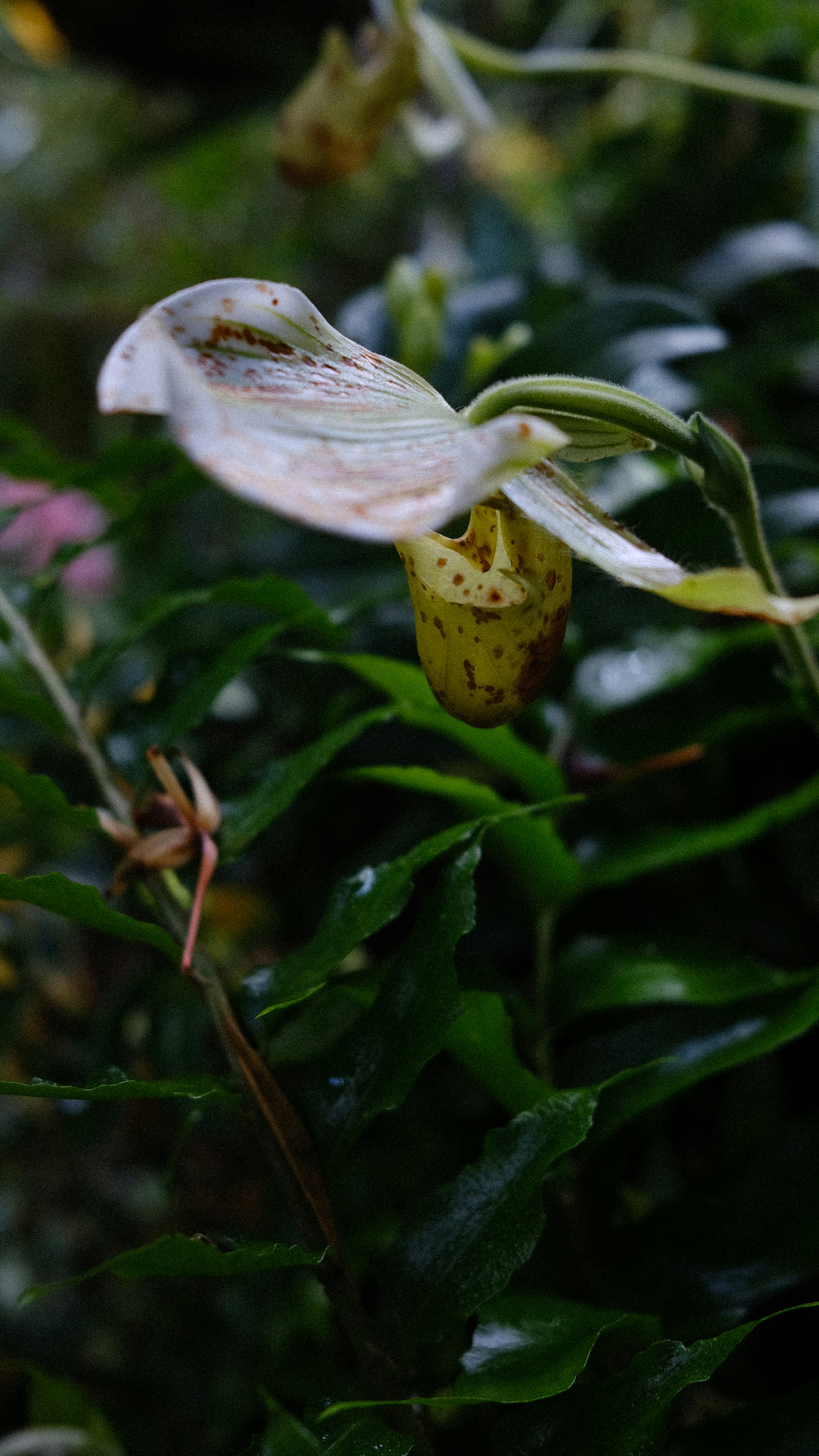 Curved Petal Over a Speckled Pod: A Quiet Garden Close-Up