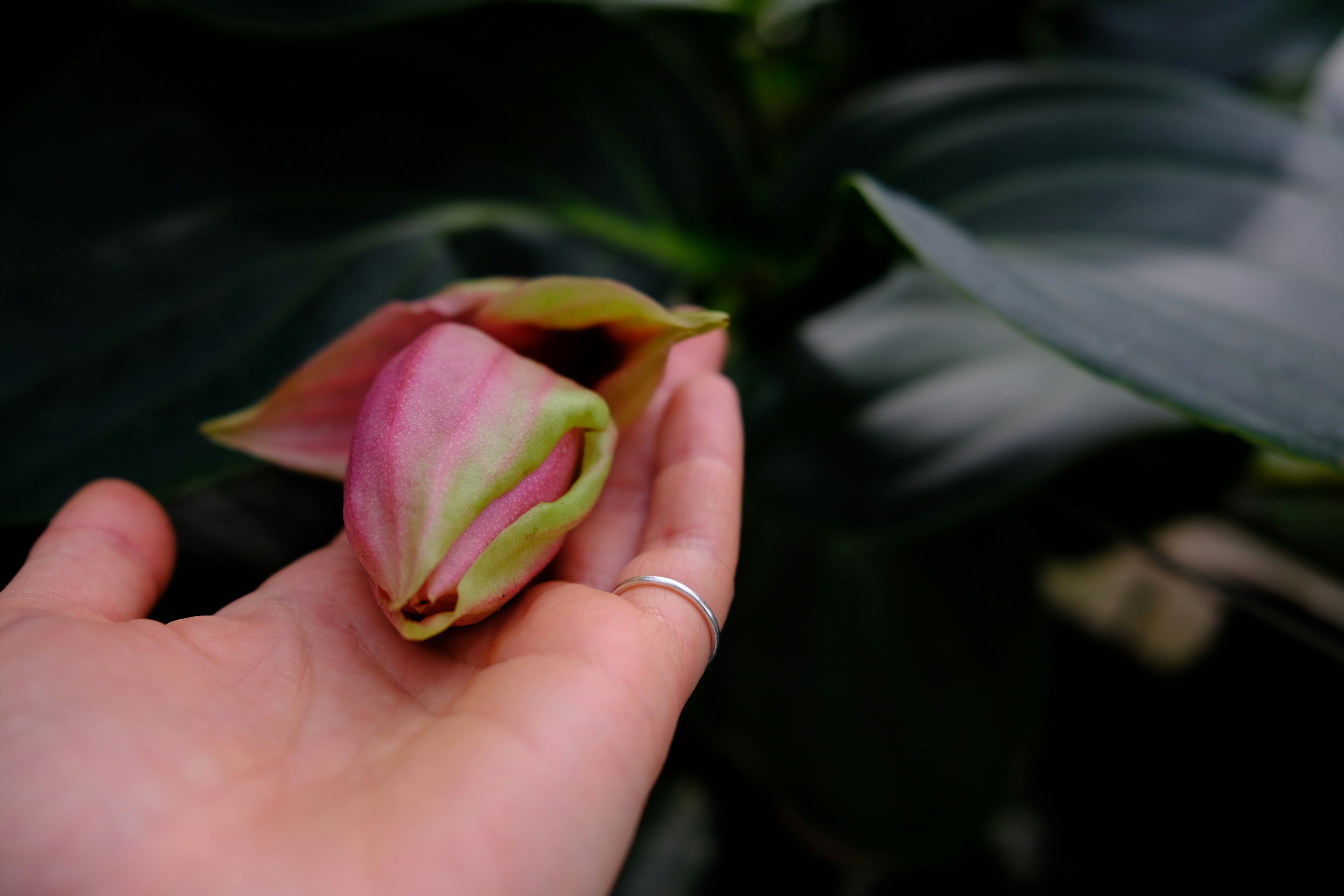 Foto Una persona sosteniendo una flor en la mano – Imagen Primer plano ...