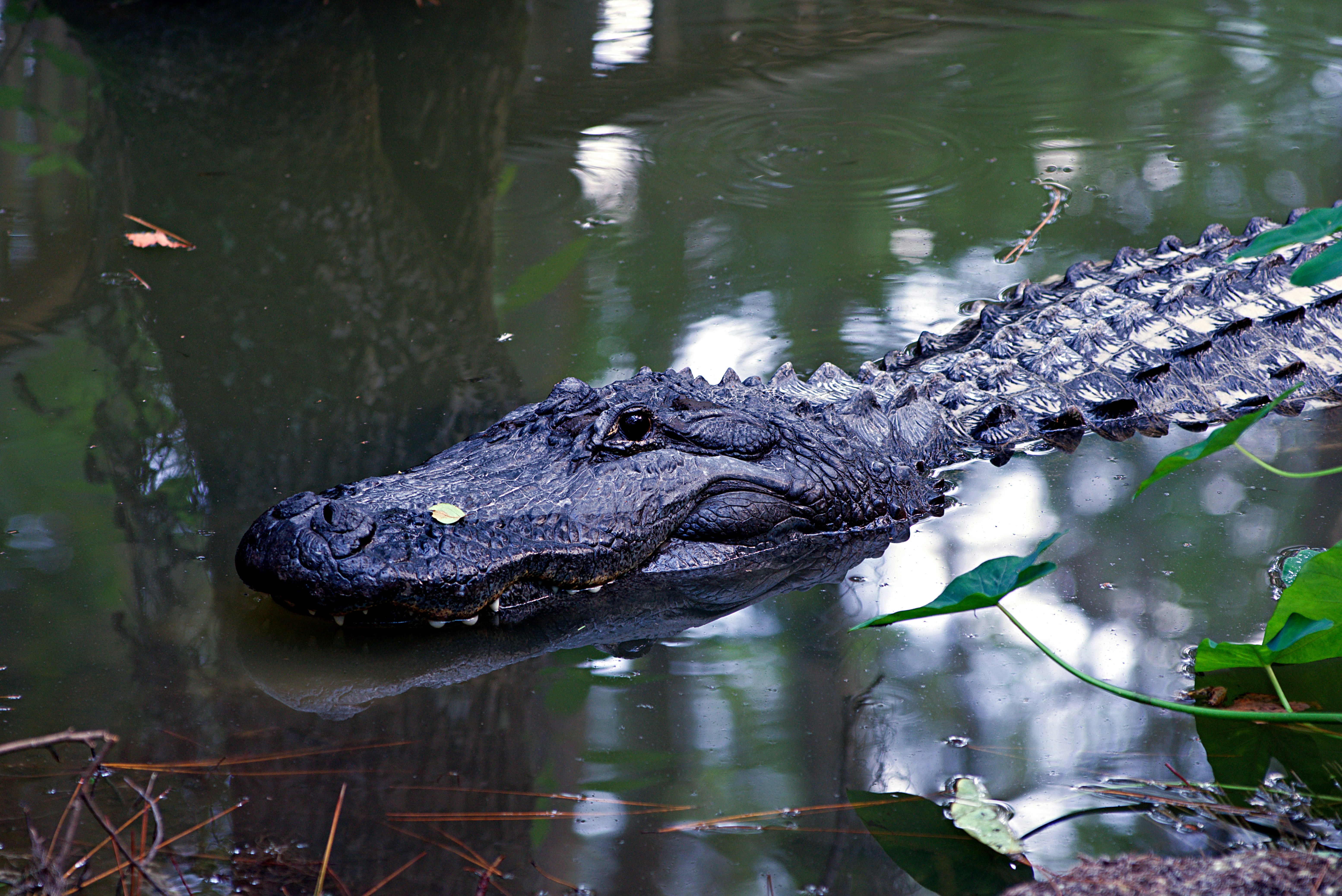 Foto Un gran caimán nadando en un cuerpo de agua – Imagen Pantano de ...