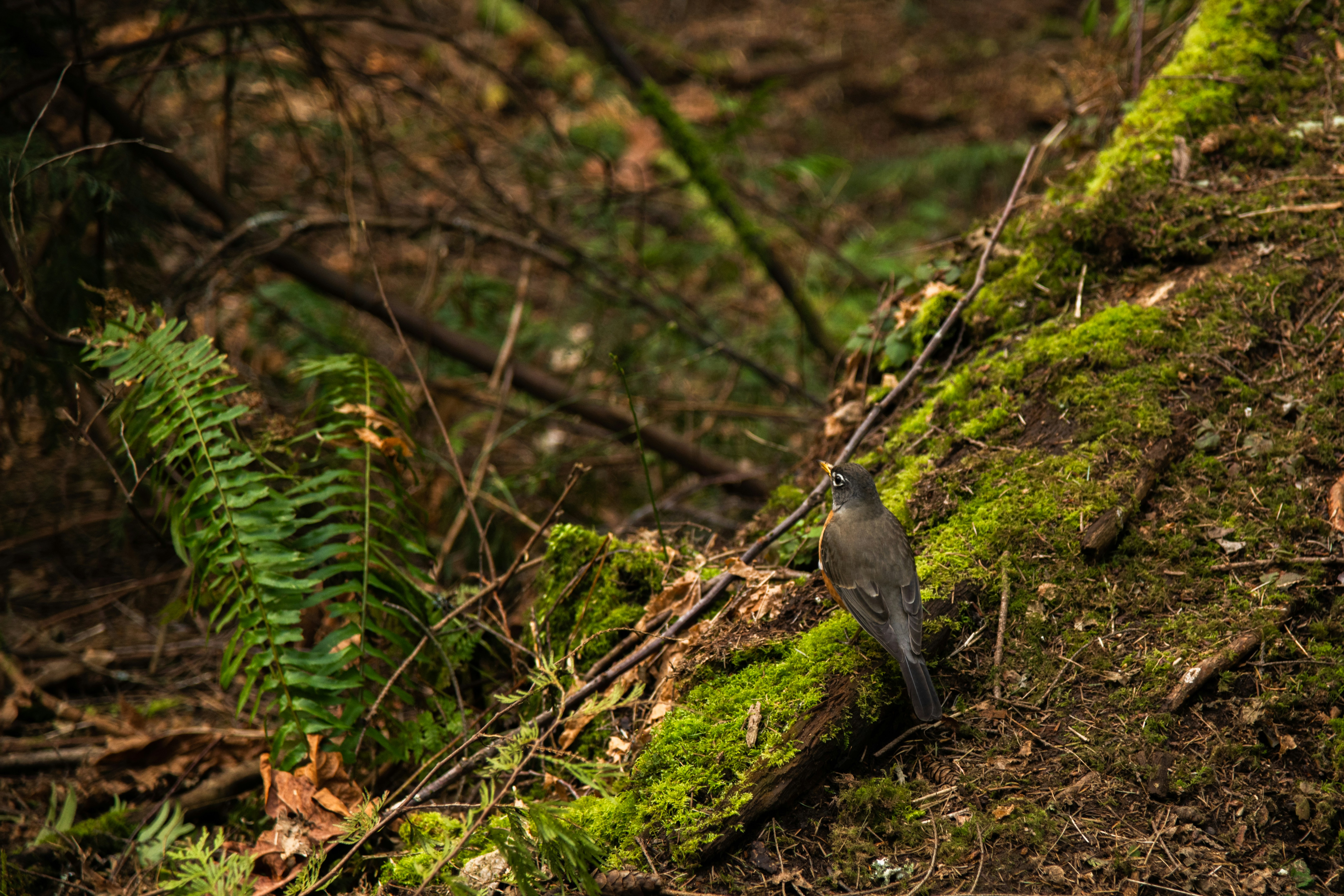 A red breasted robin bird sits atop a tree trunk in a forest in Vancouver
