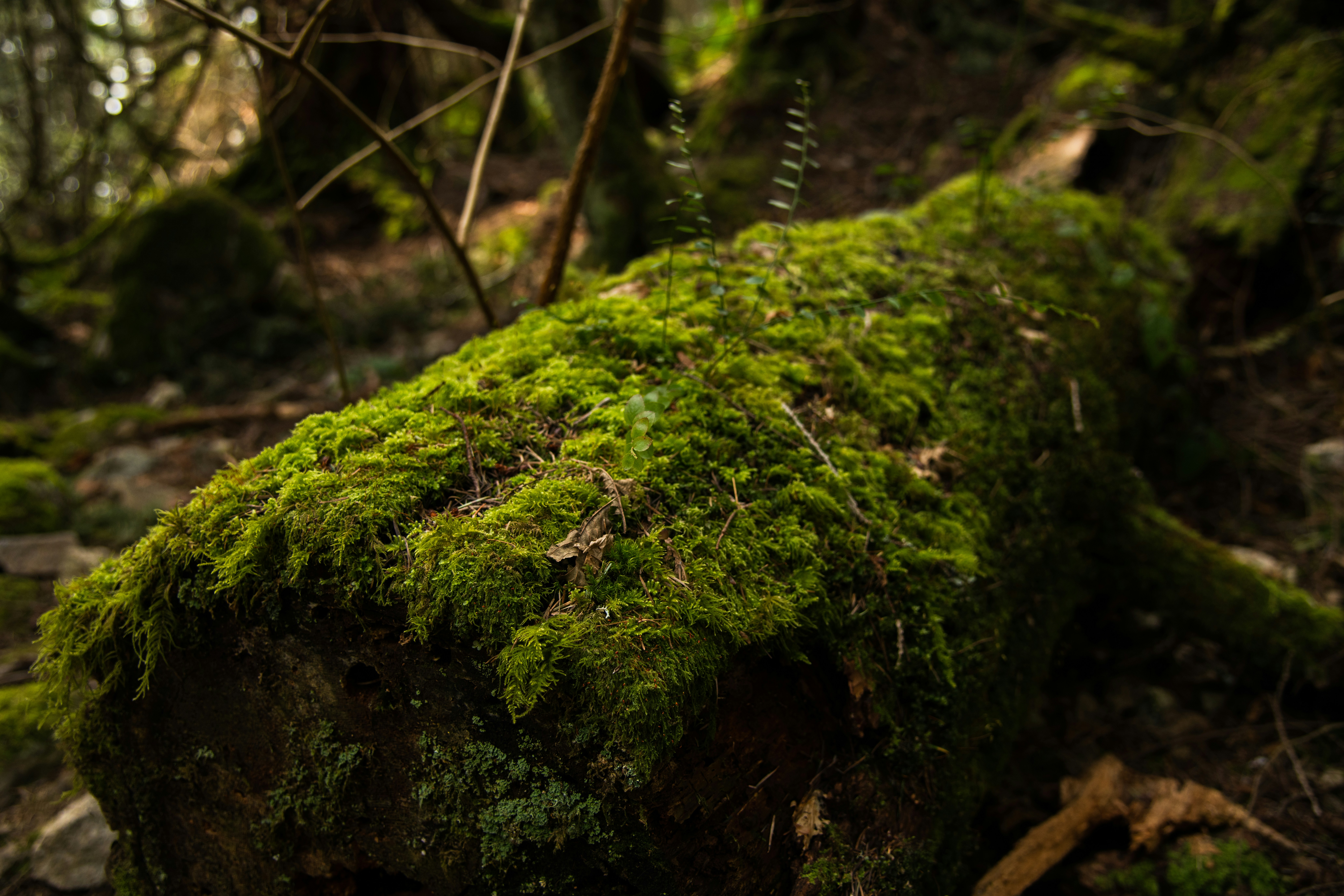 Moss growing on an old tree trunk in a forest in West Vancouver