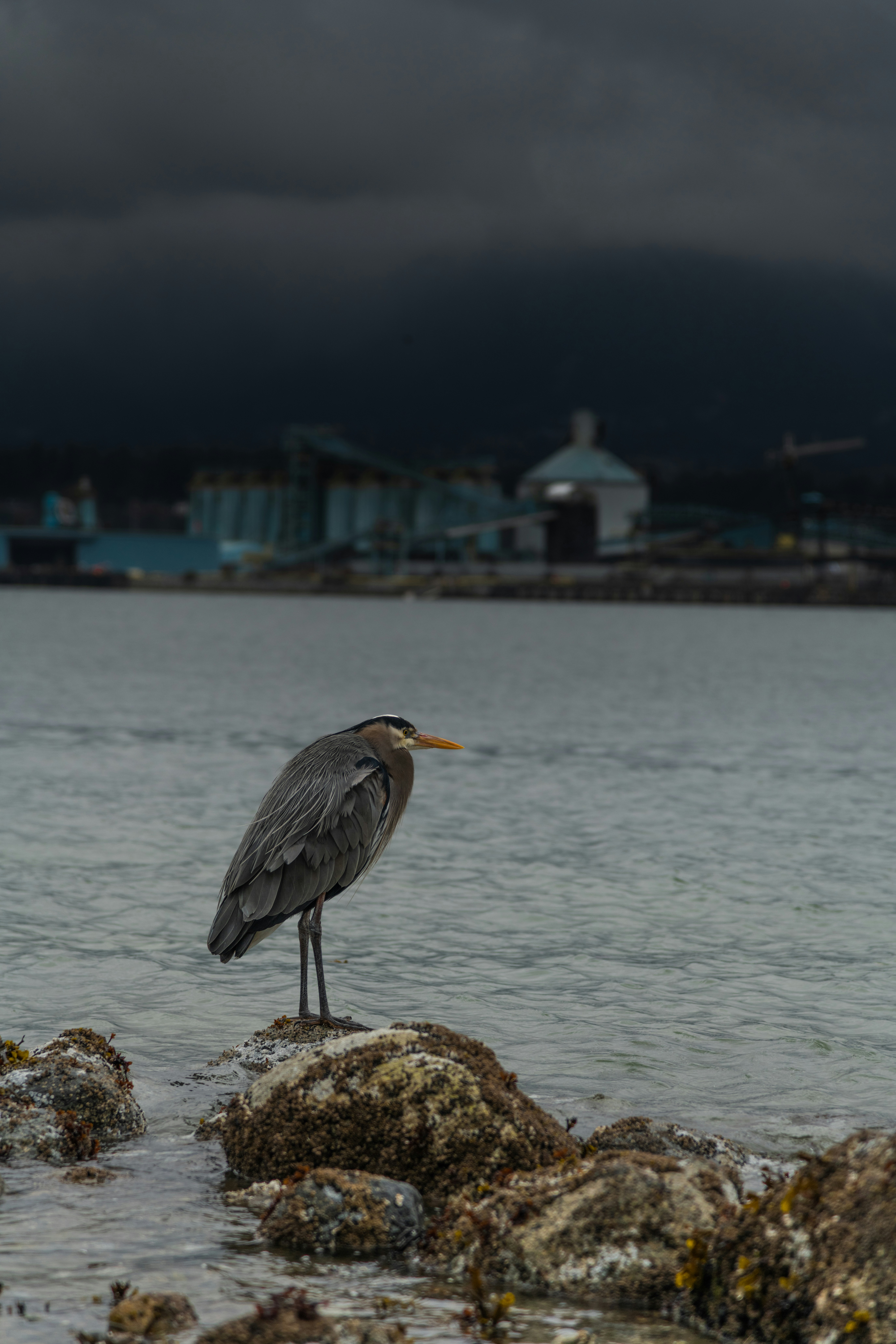 Grey Heron on Barnacle-Rimmed Rocks as Storm Clouds Gather Over an Industrial Harbor