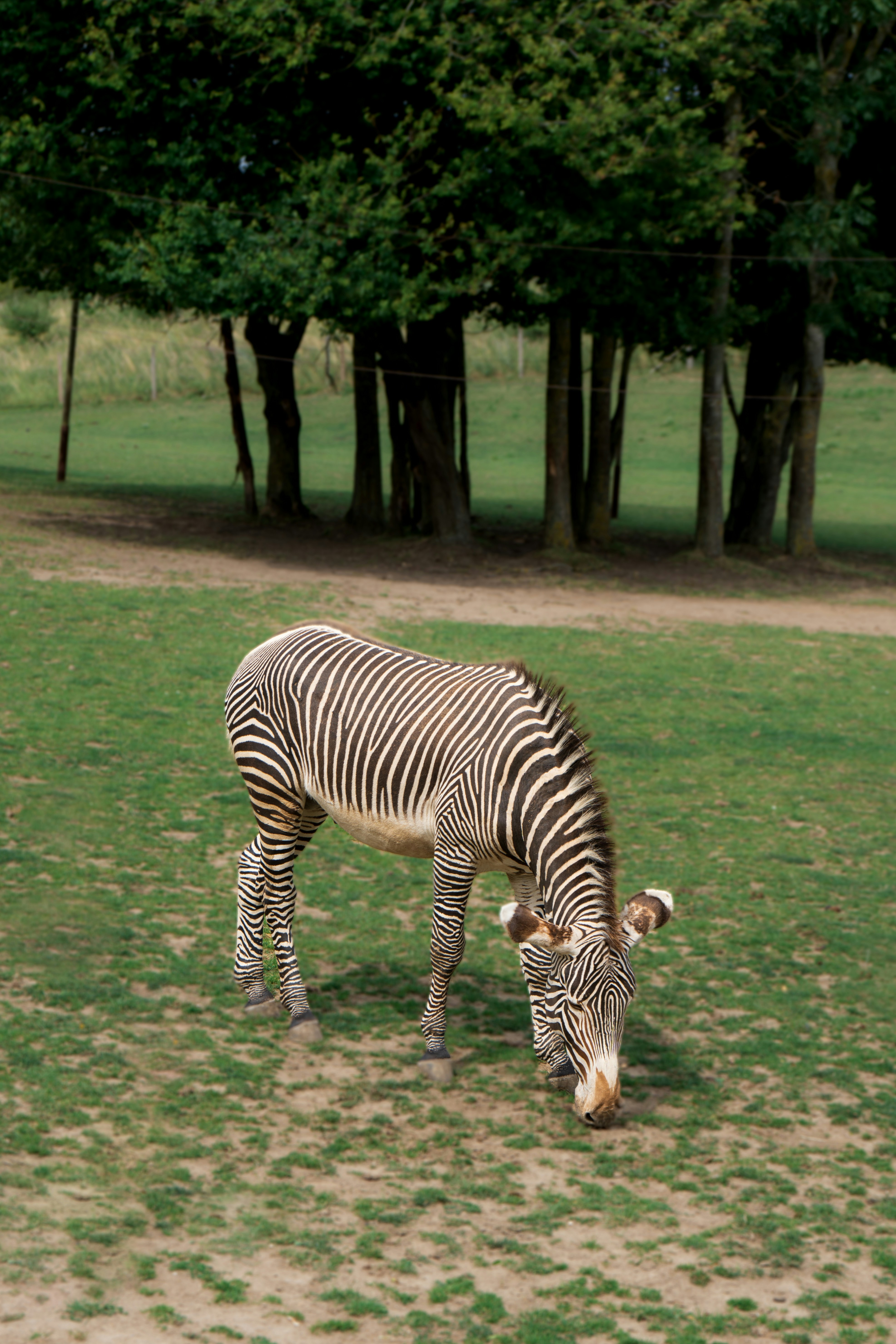 Grazing Zebra Beneath Dappled Shade in a Quiet Park