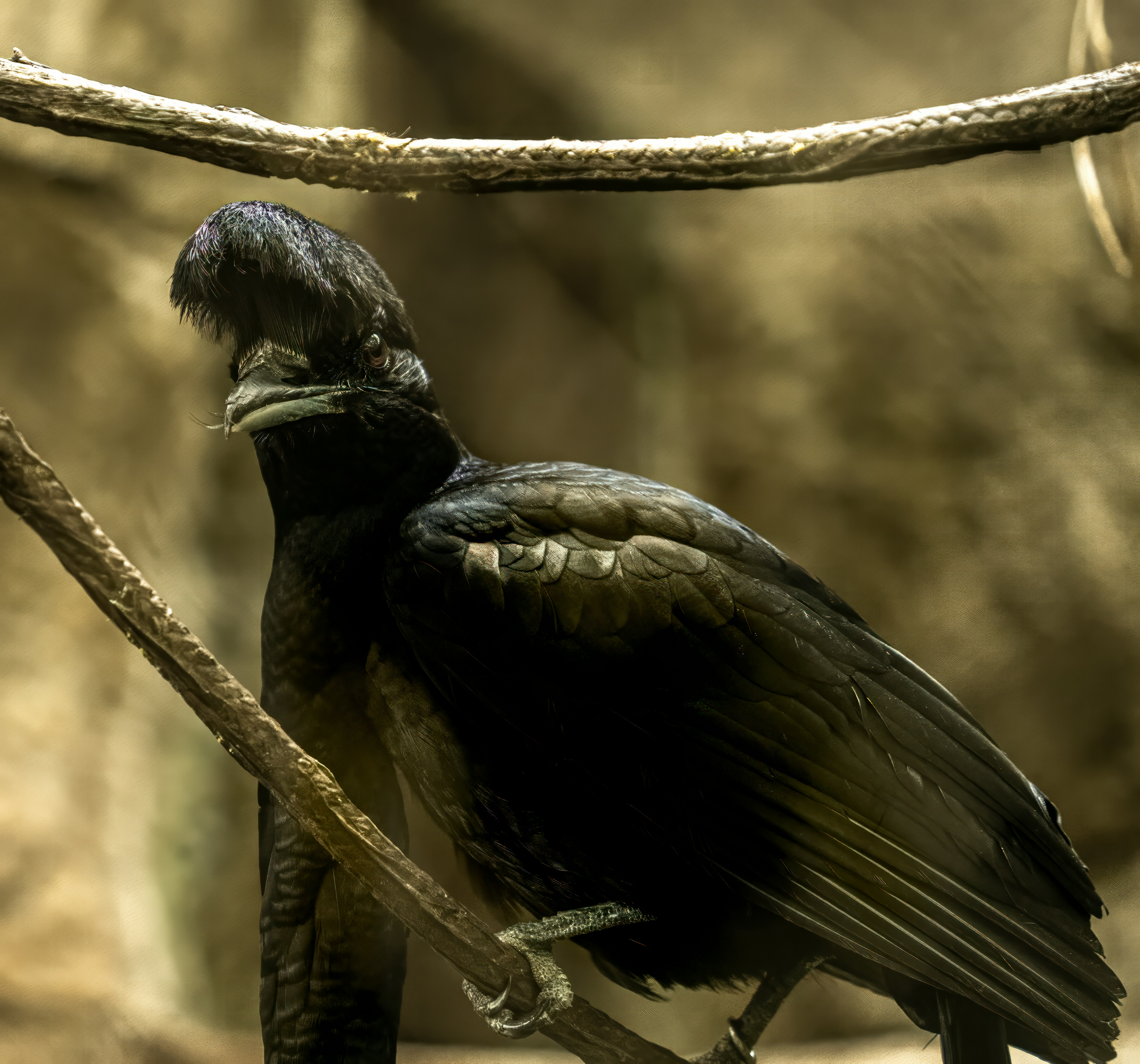 Sepia Vigil: A Black Crow Perched Among Weathered Branches