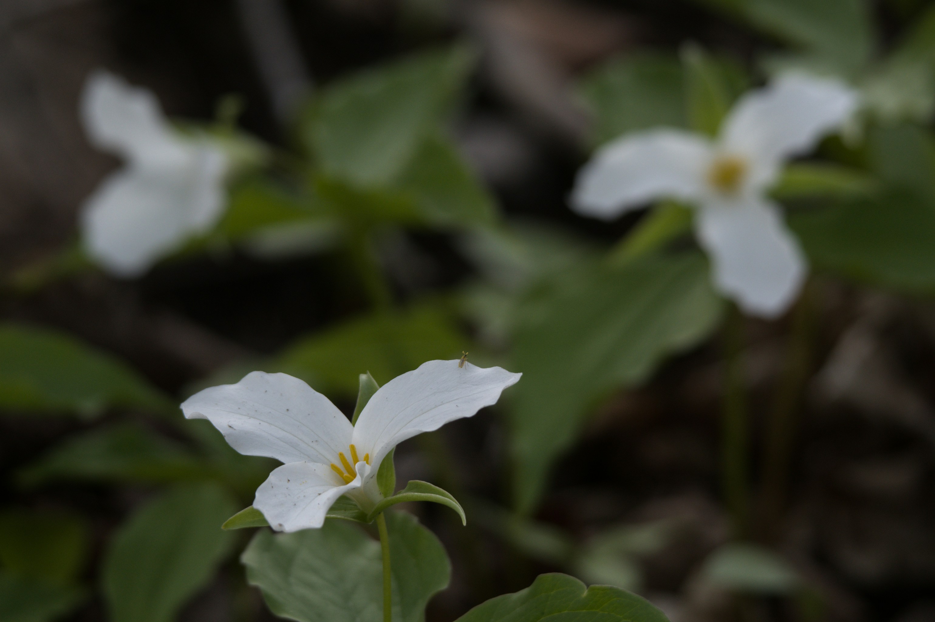 Whispering White in the Green: a lone bloom in dappled forest light