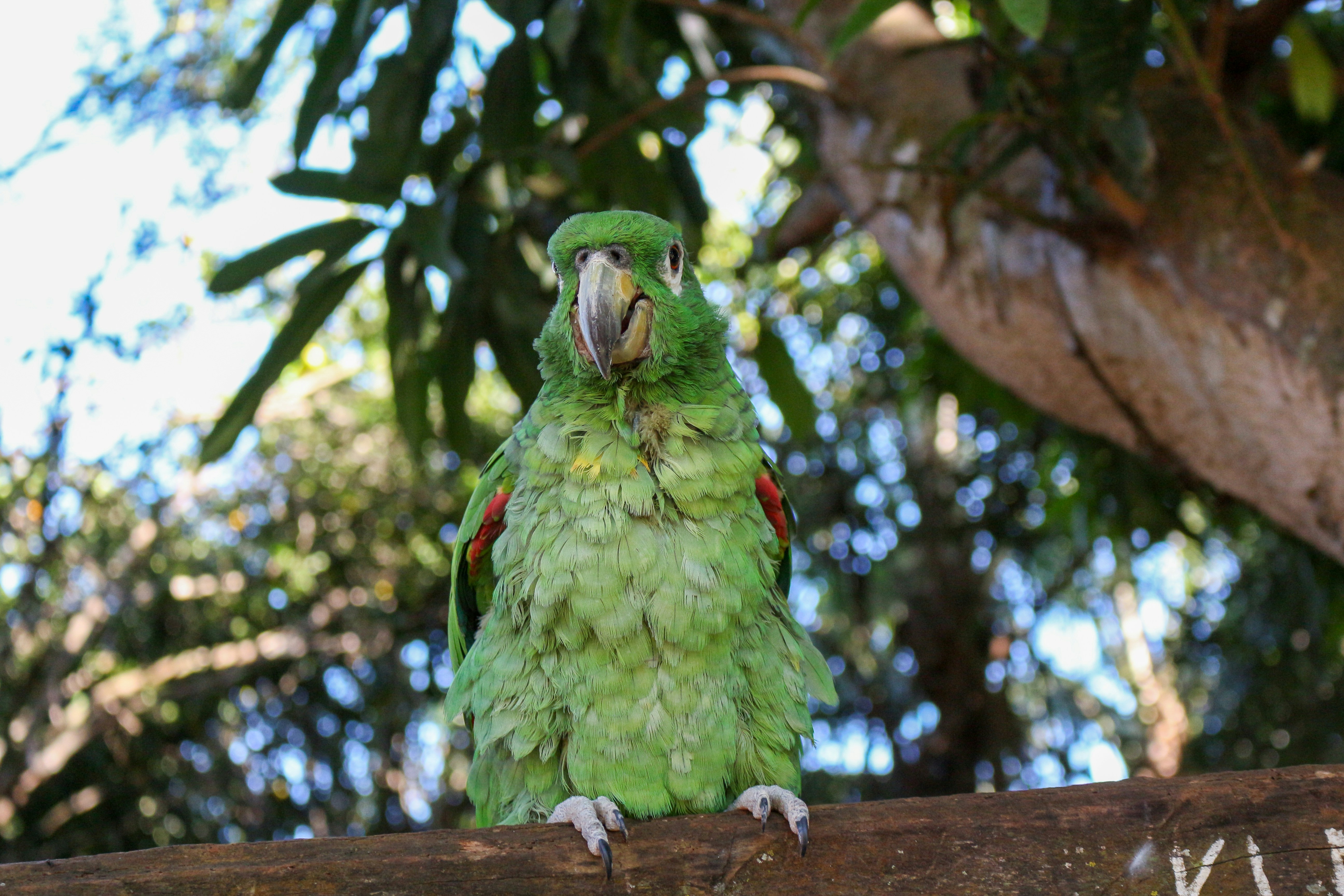 Emerald Beak: A Green Macaw Perched on Weathered Wood