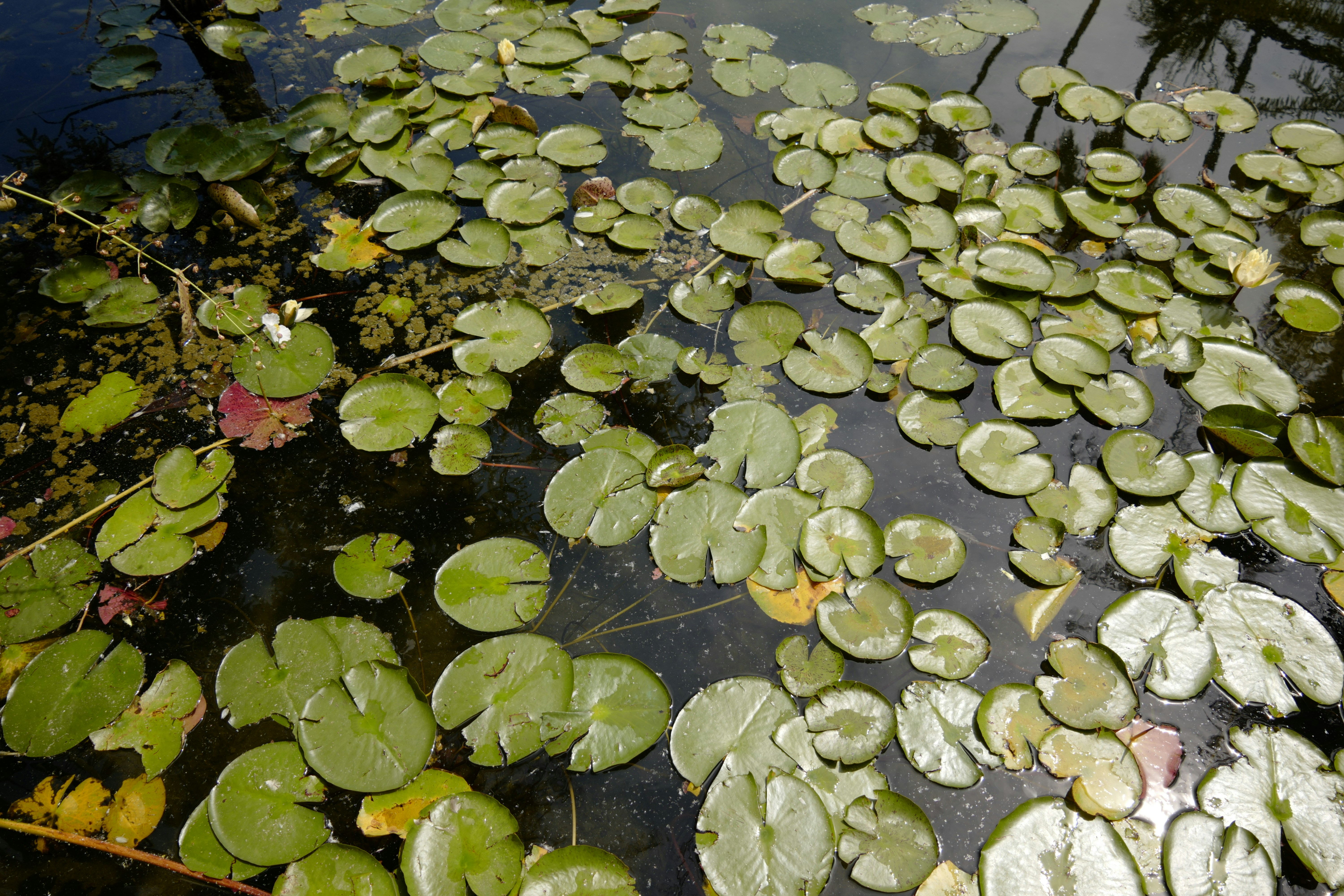 Ponds Pictures | Download Free Images on Unsplash
