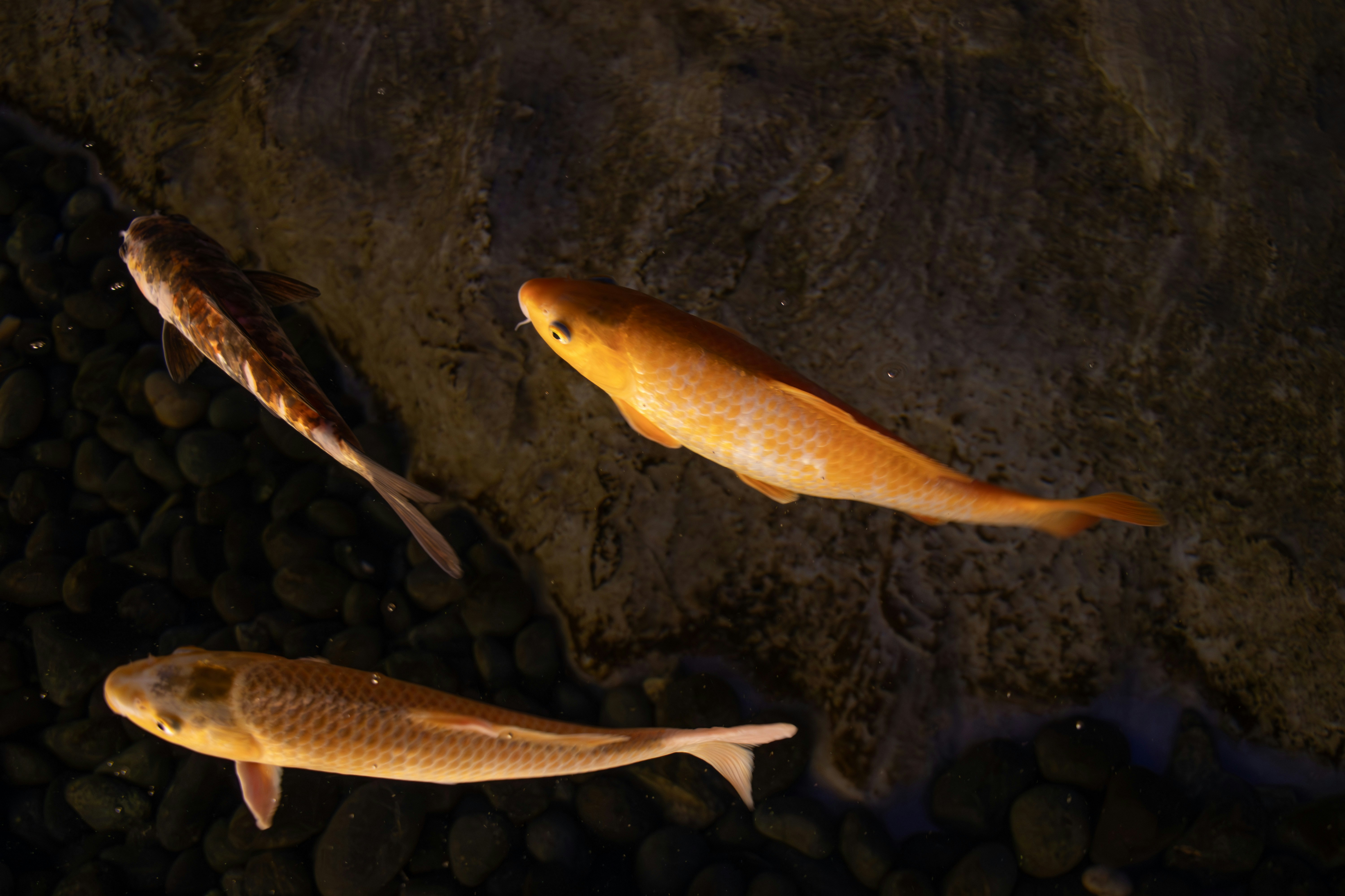 15 Creepiest Creatures Found in Caves - Animals Around The Globe