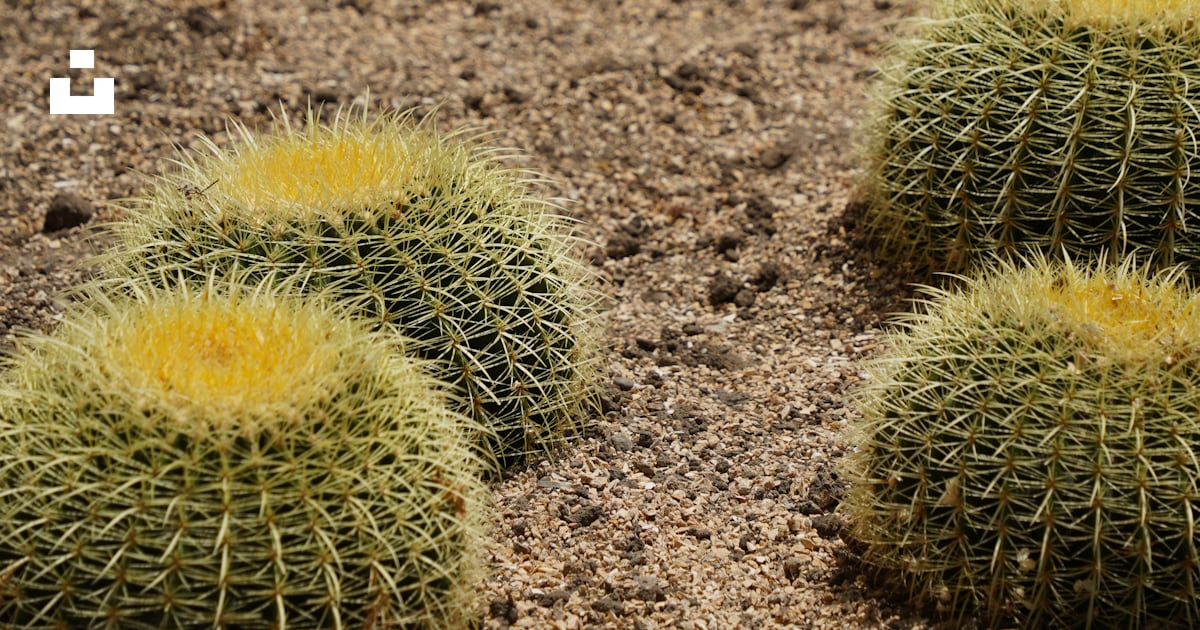 土の中にあるサボテンの植物の束の写真 Unsplashの無料カリフォルニアオークランド博物館写真
