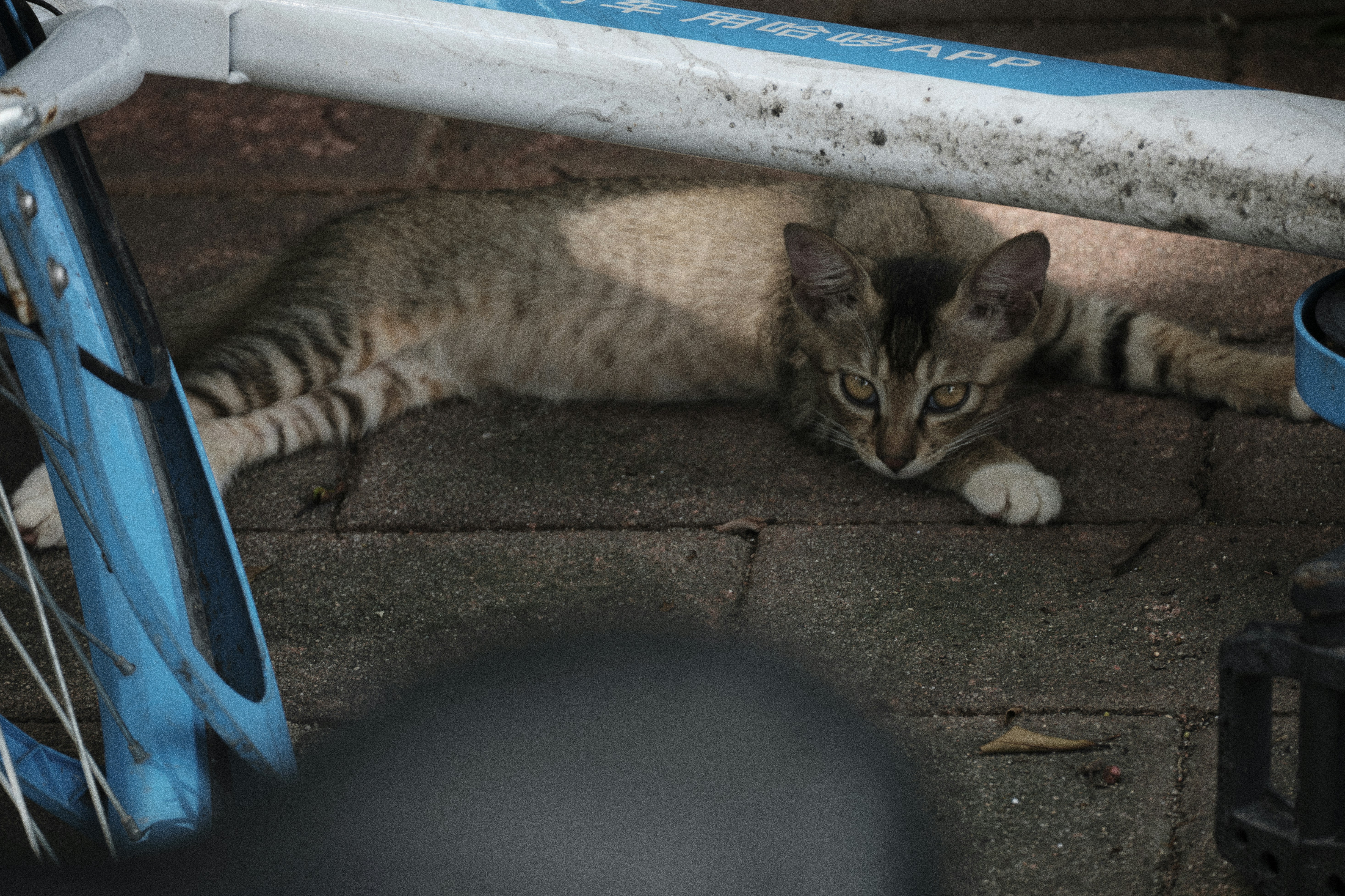 Quiet Pause Beneath a Bicycle Frame: A Cat's Gaze