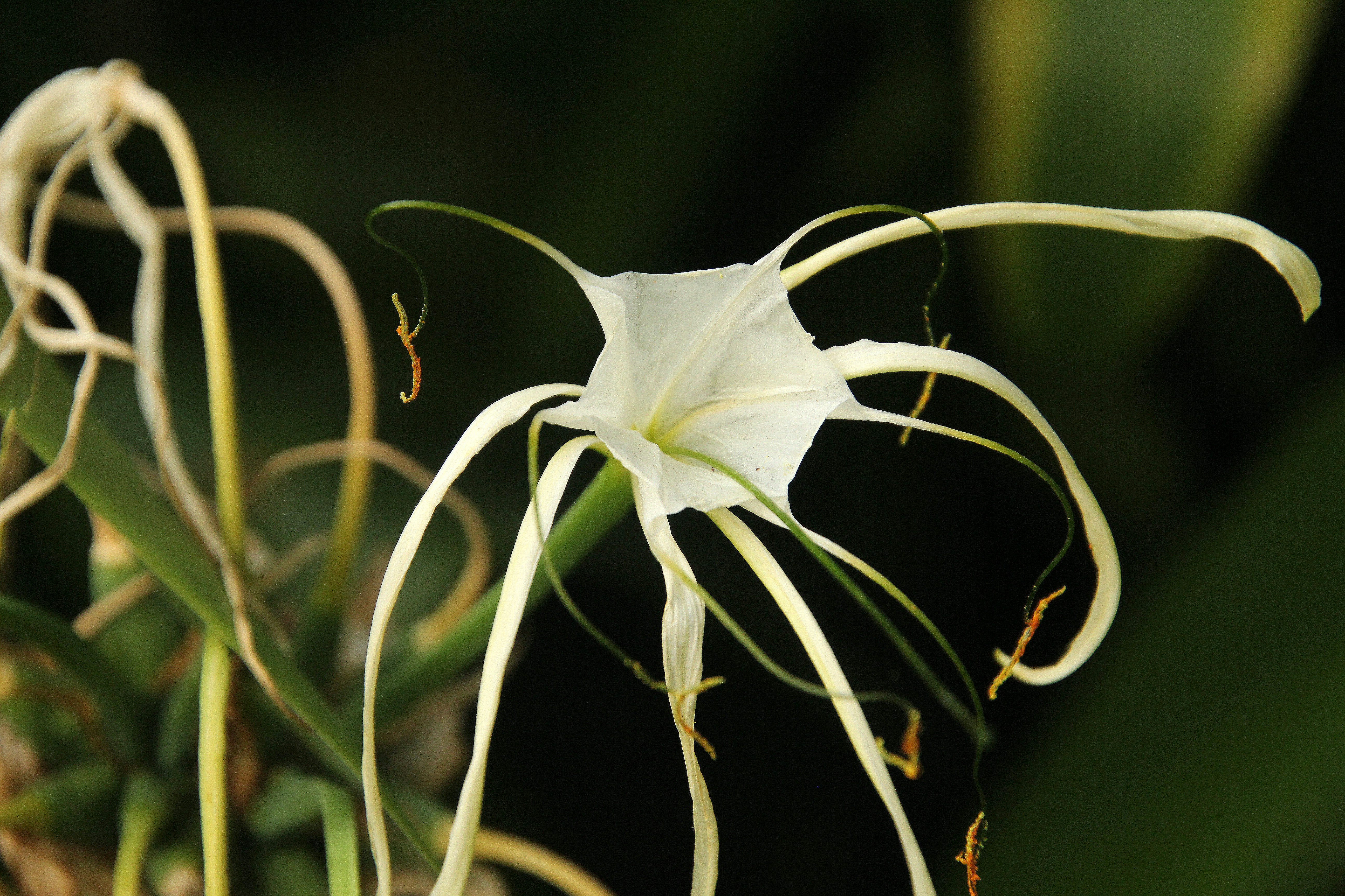 White Spider Lily: Delicate tendrils weaving through velvet darkness