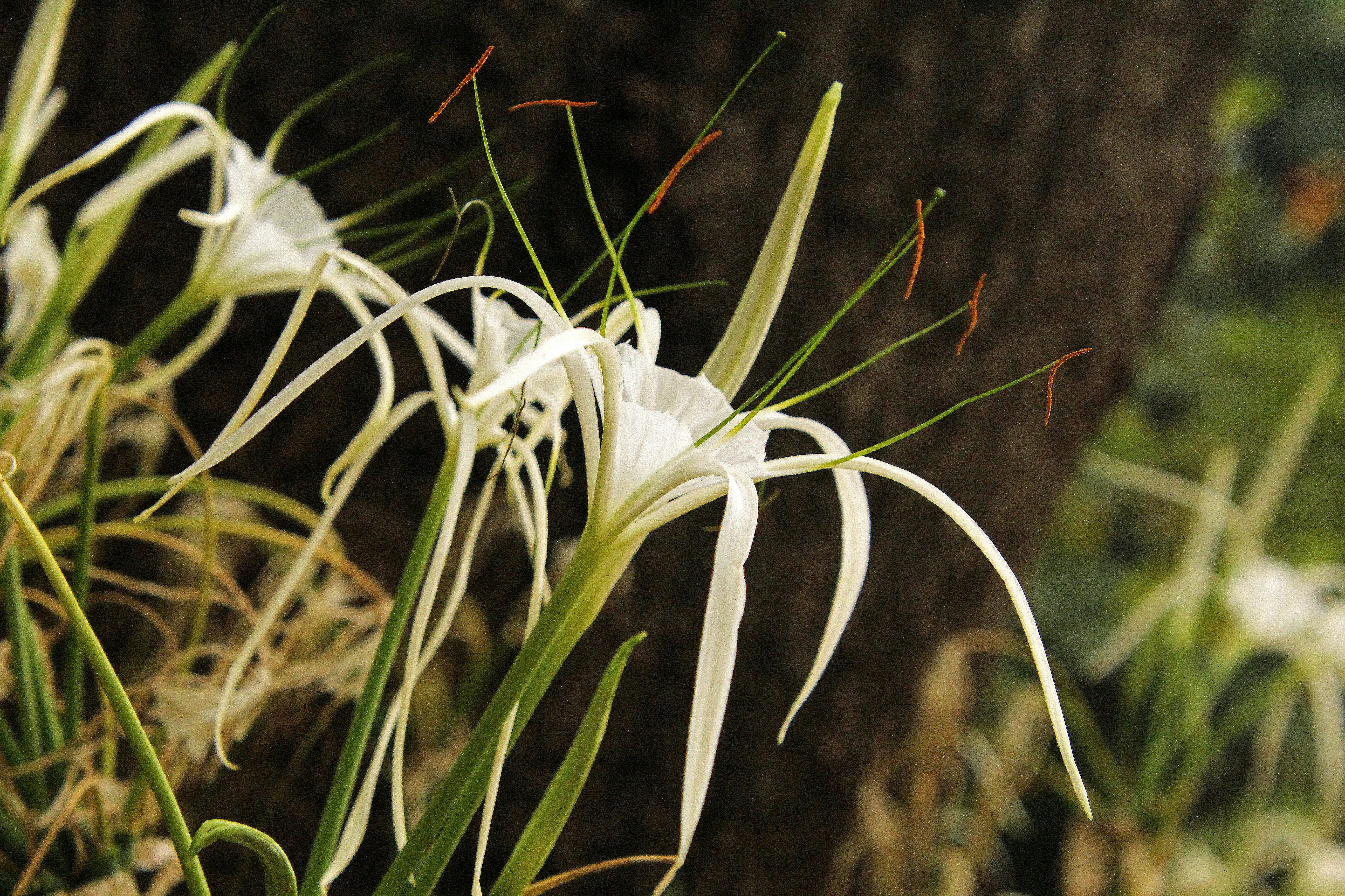 Whispers of White with Spider Lily Fronds