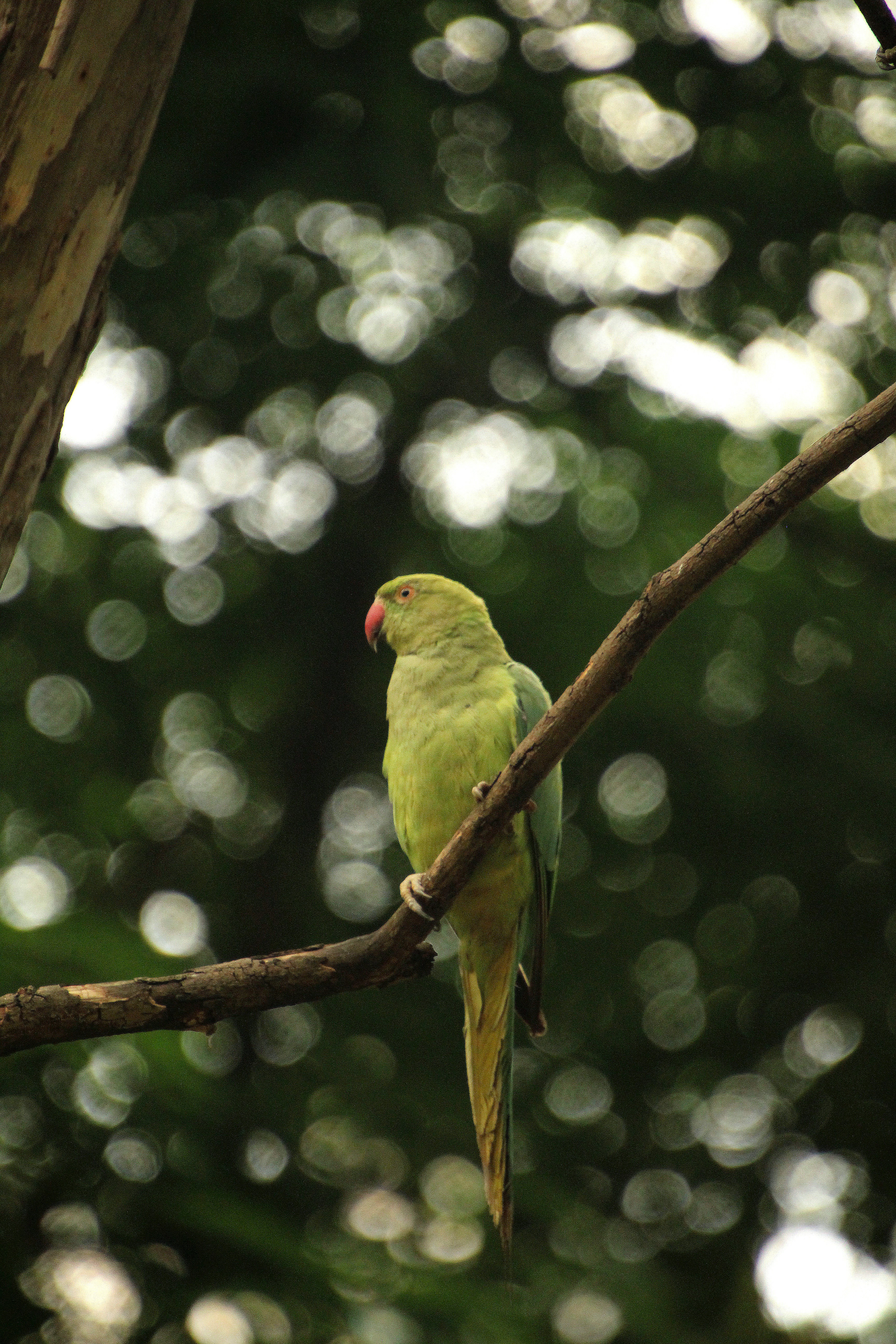 a green bird perched on a tree branch