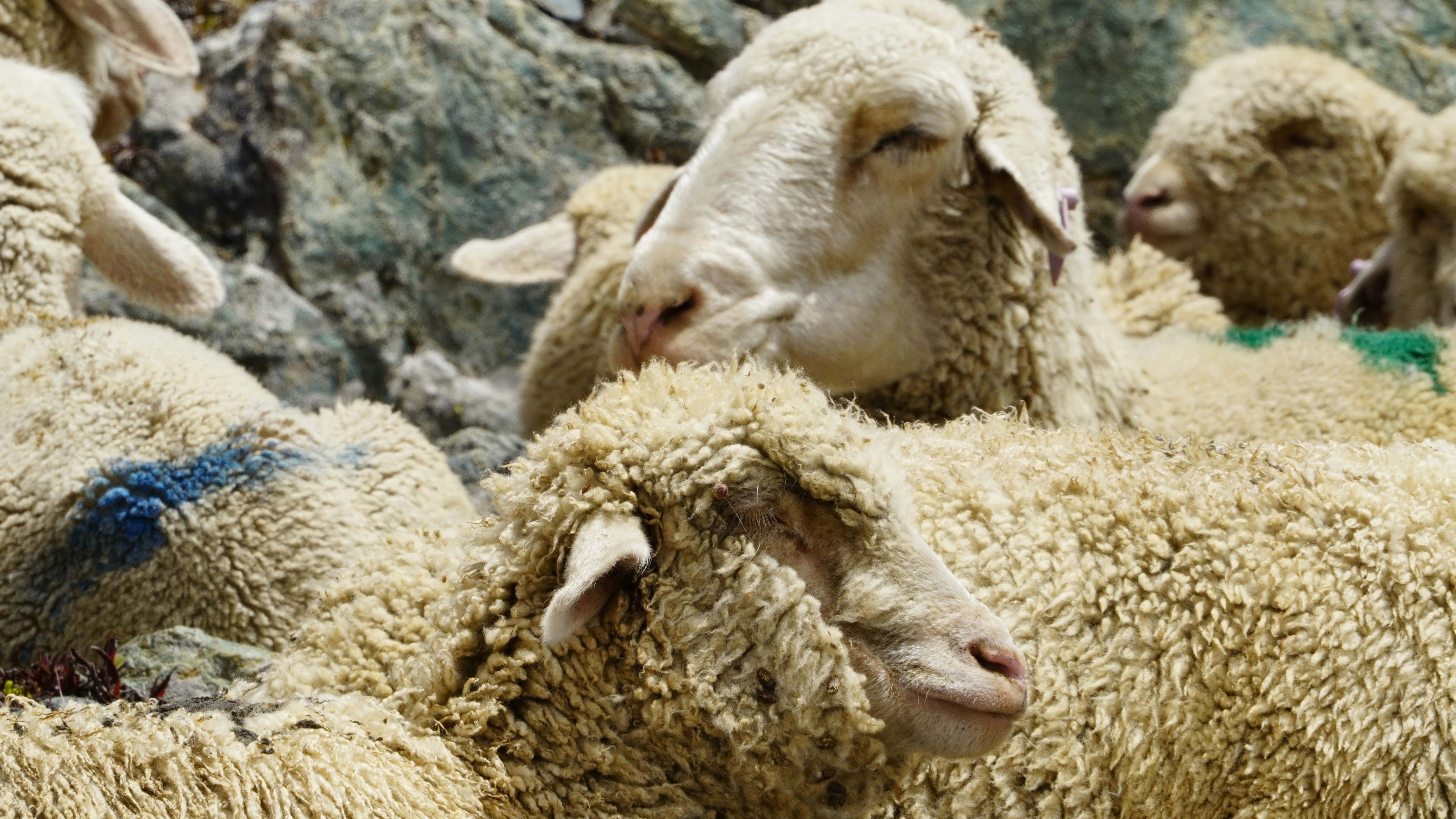 Crags and Wool: a Quiet Conclave of Sheep