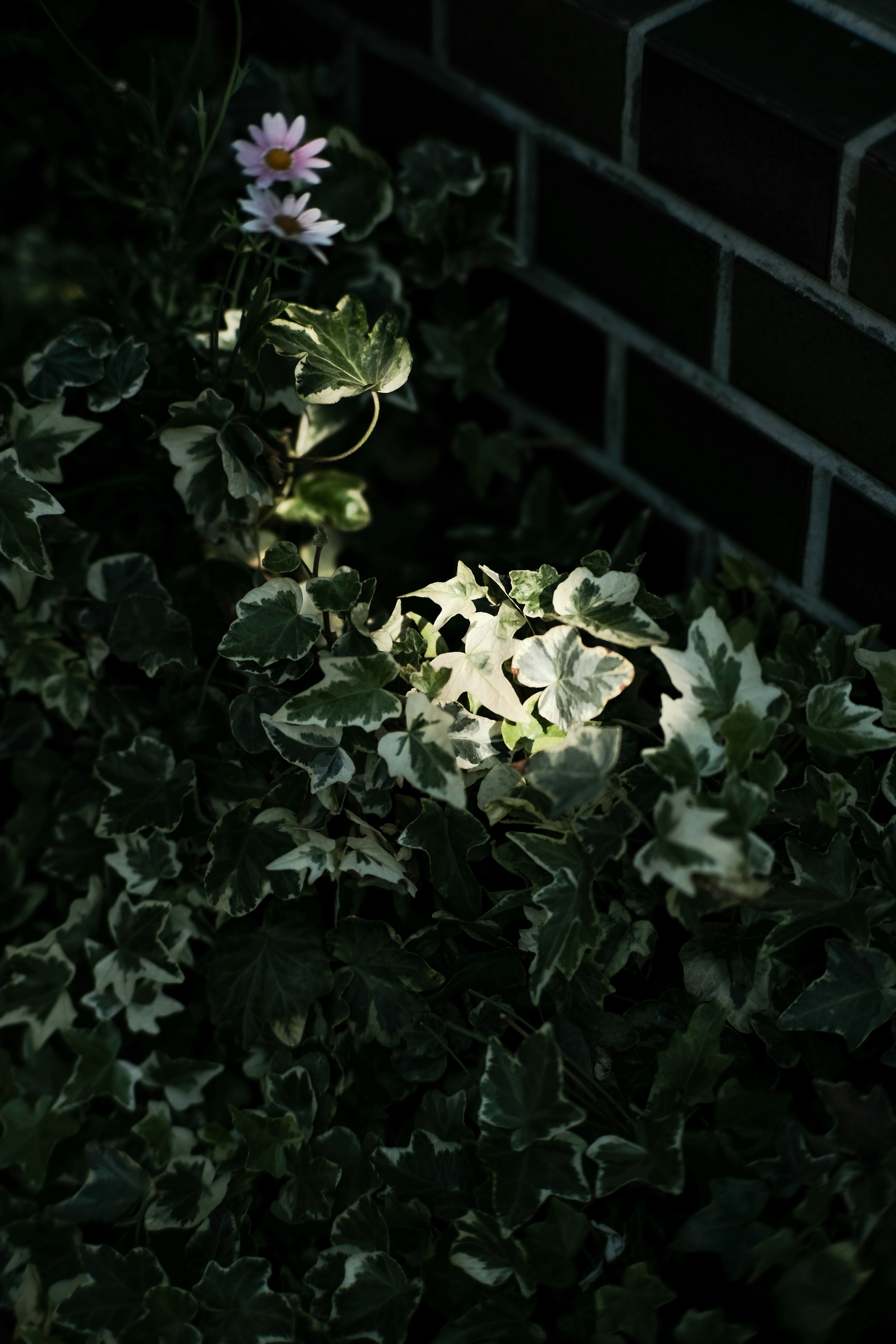 Spotlit Pink Bloom Eclipses Ivy and Brick