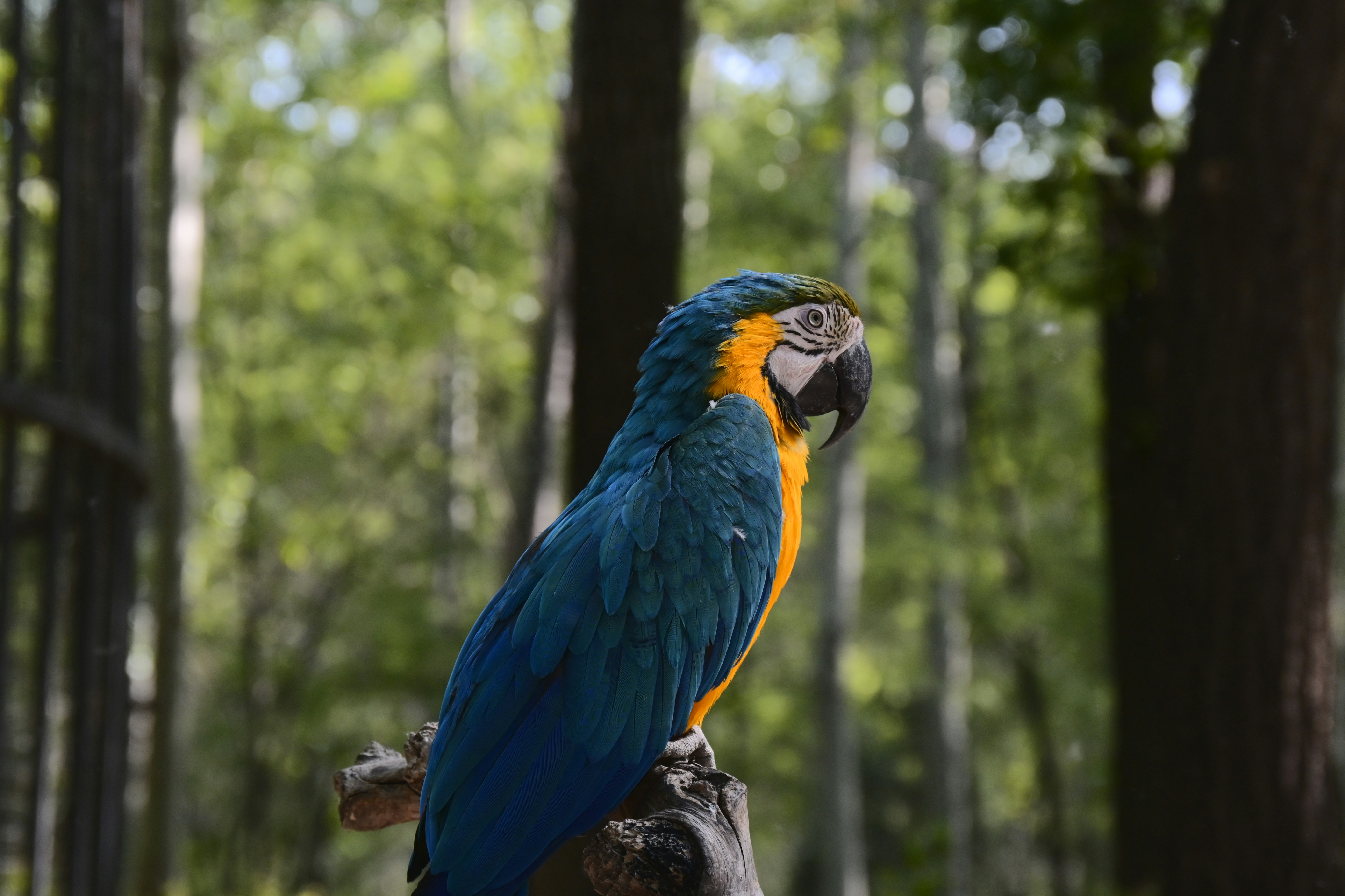 Dappled-Light Azure-Orange Macaw: A Perch Amid Green Canopy