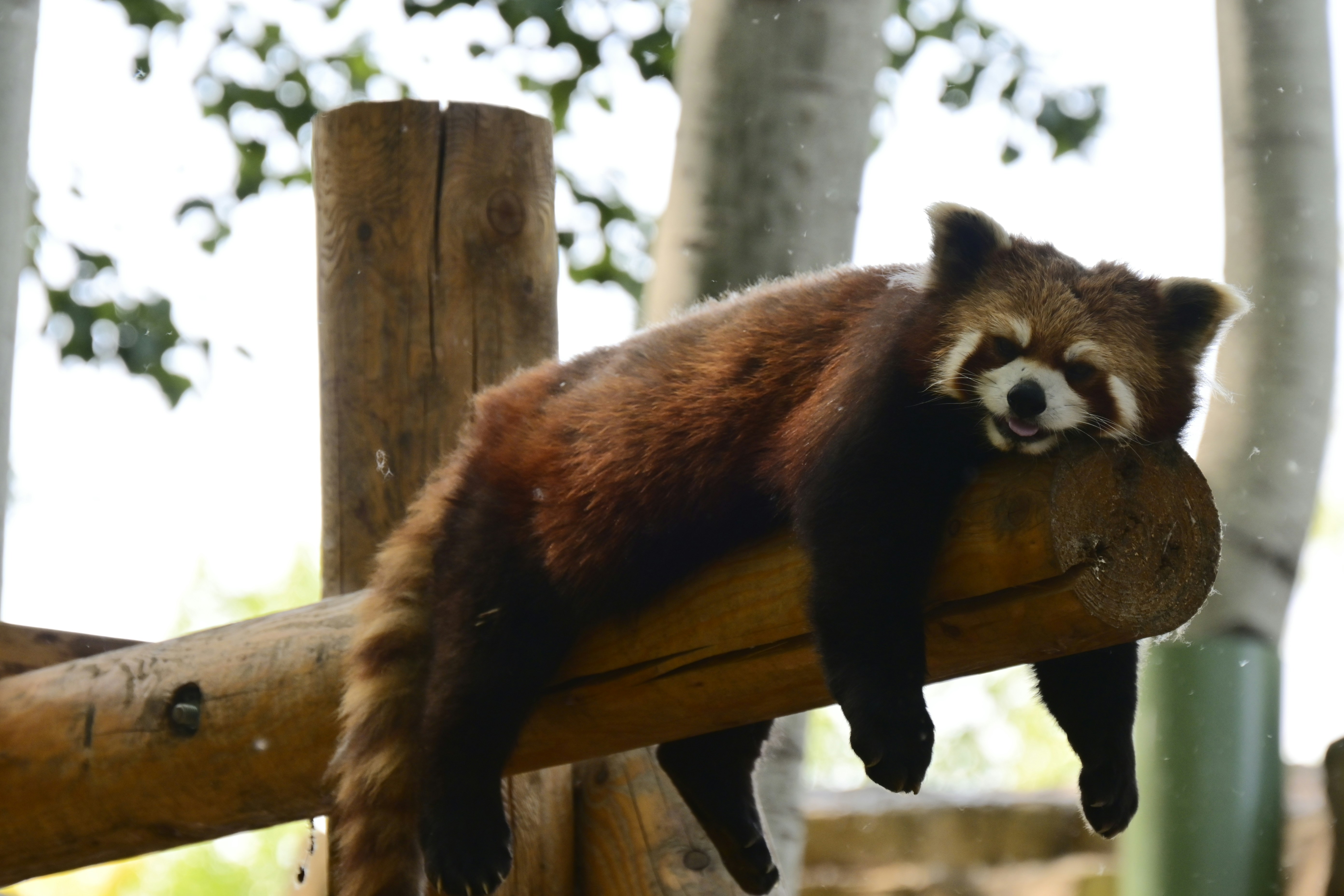 Lethargic Red Panda Reverie on a Log Bench