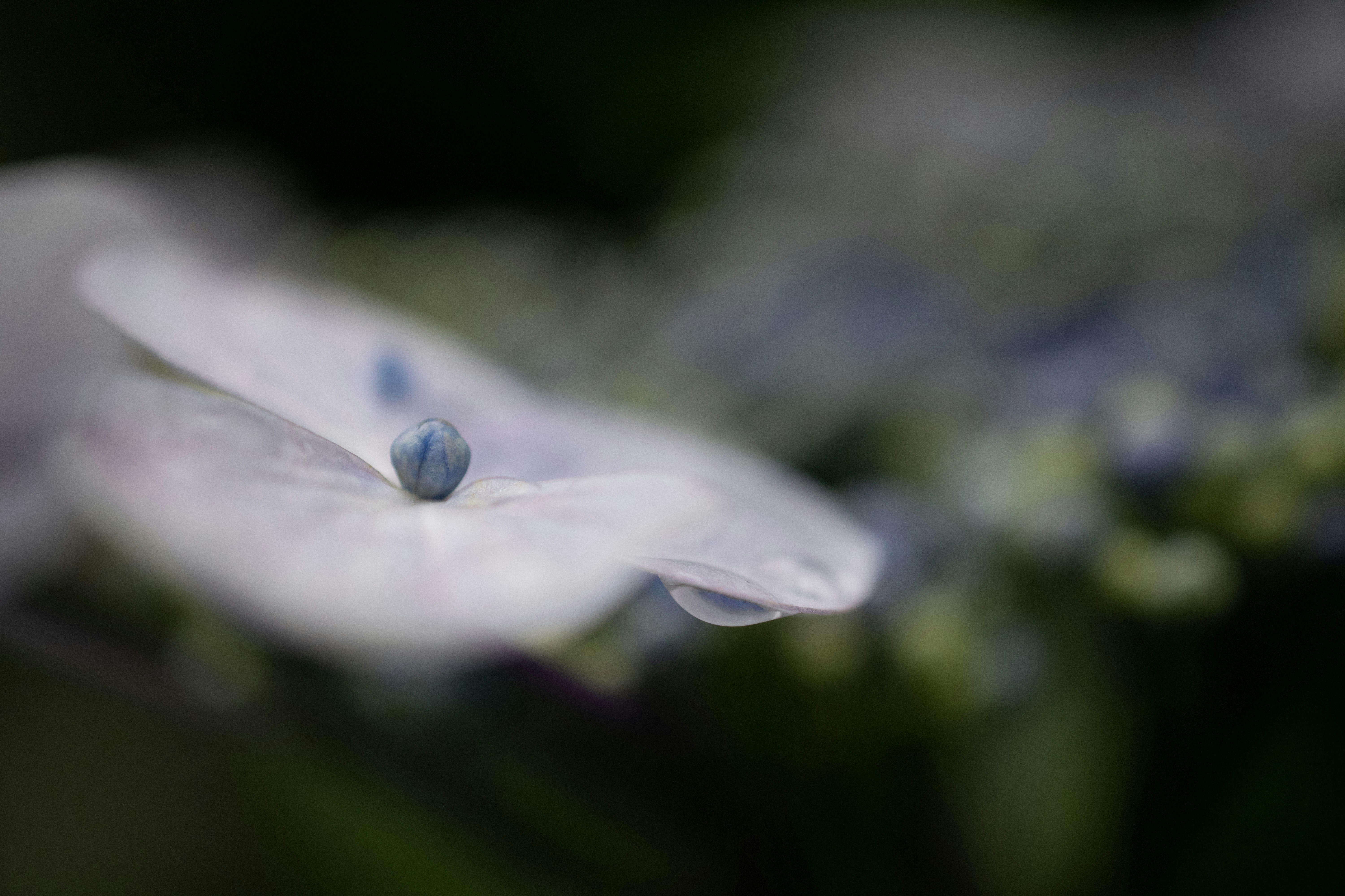 Photo by Tamiko Ihori with Nikon D5300