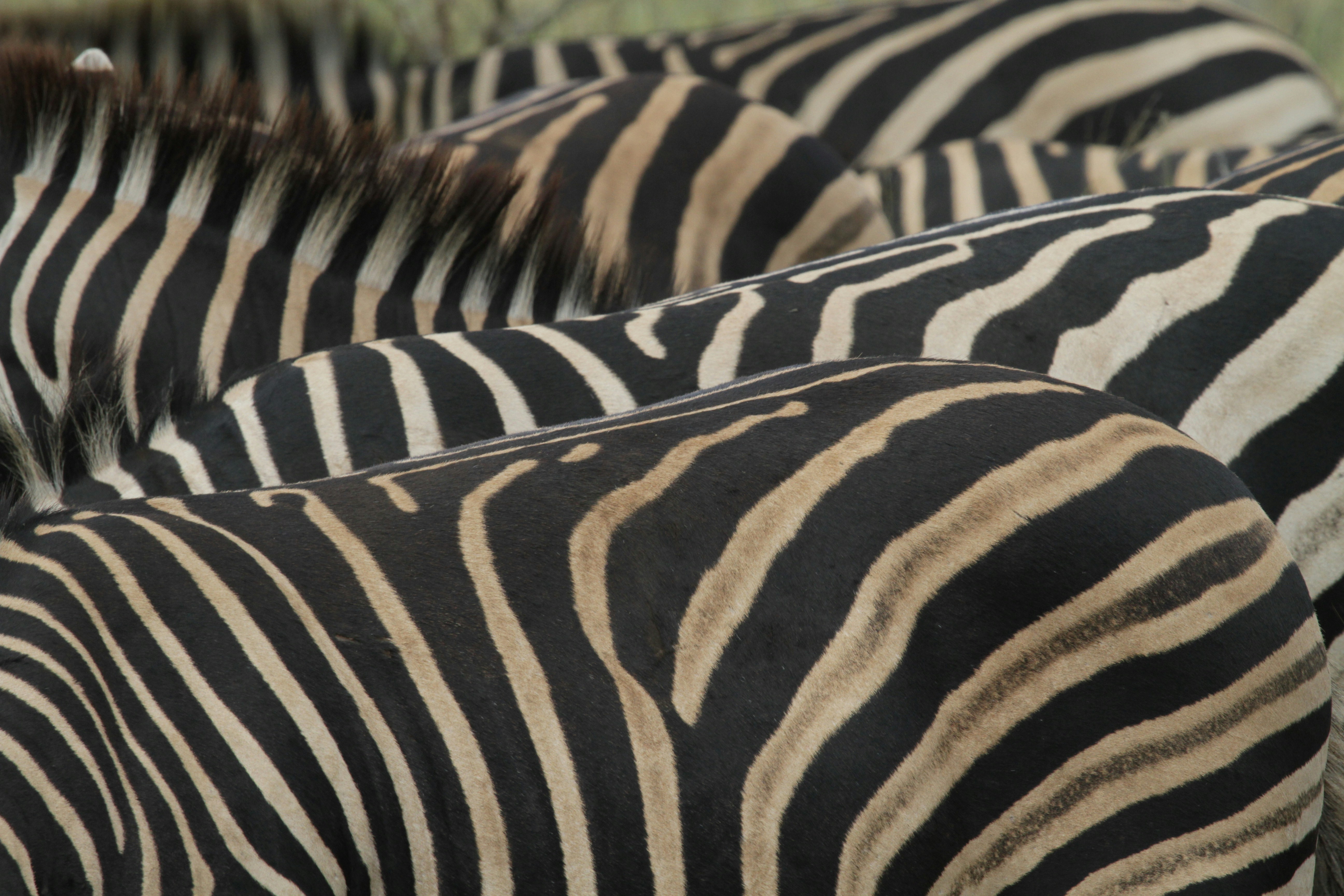 Close Quarters: Zebras Interlock in a Stripe-Woven Portrait