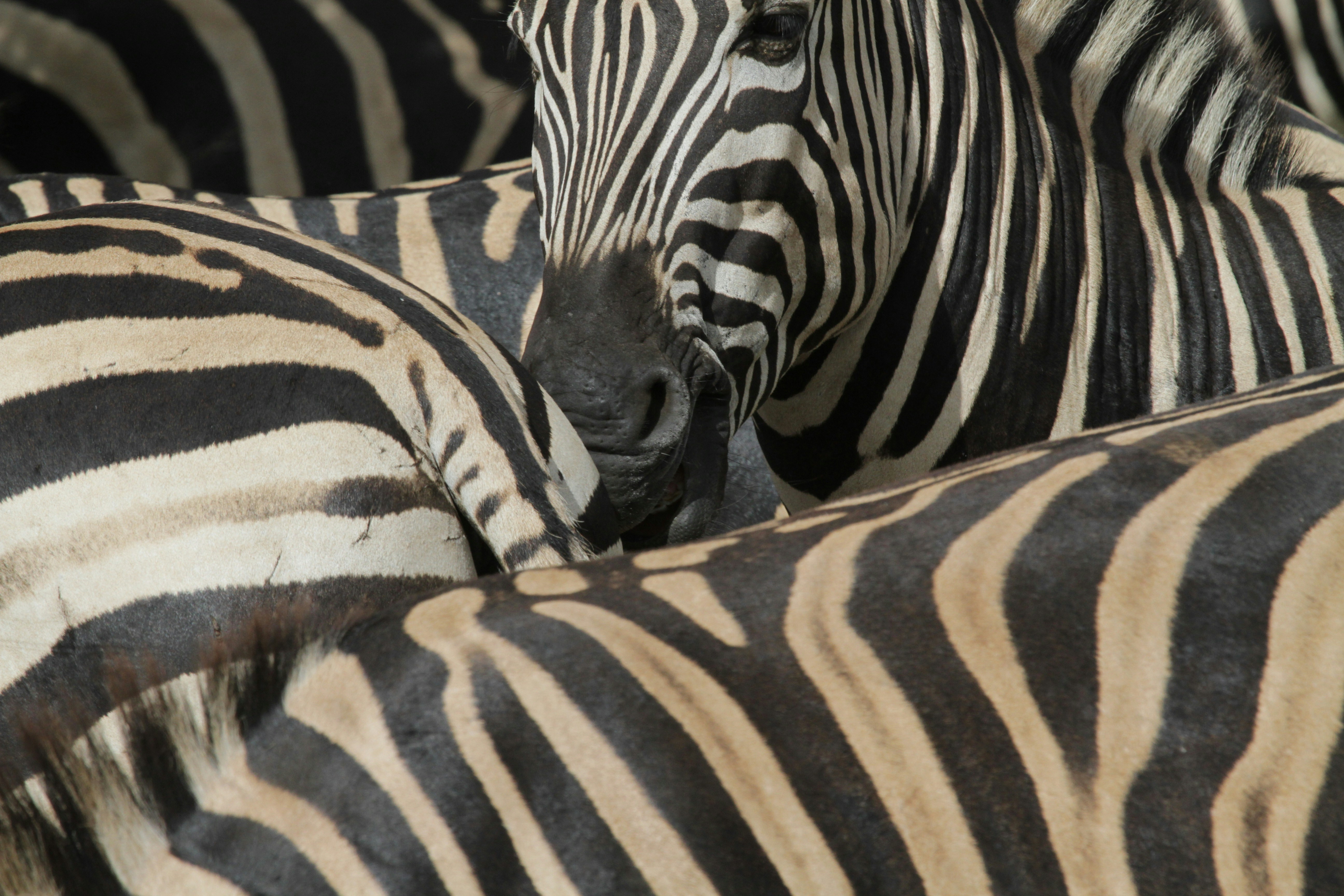 Close-Knit Stripes: Zebras in a portrait of overlapping bodies