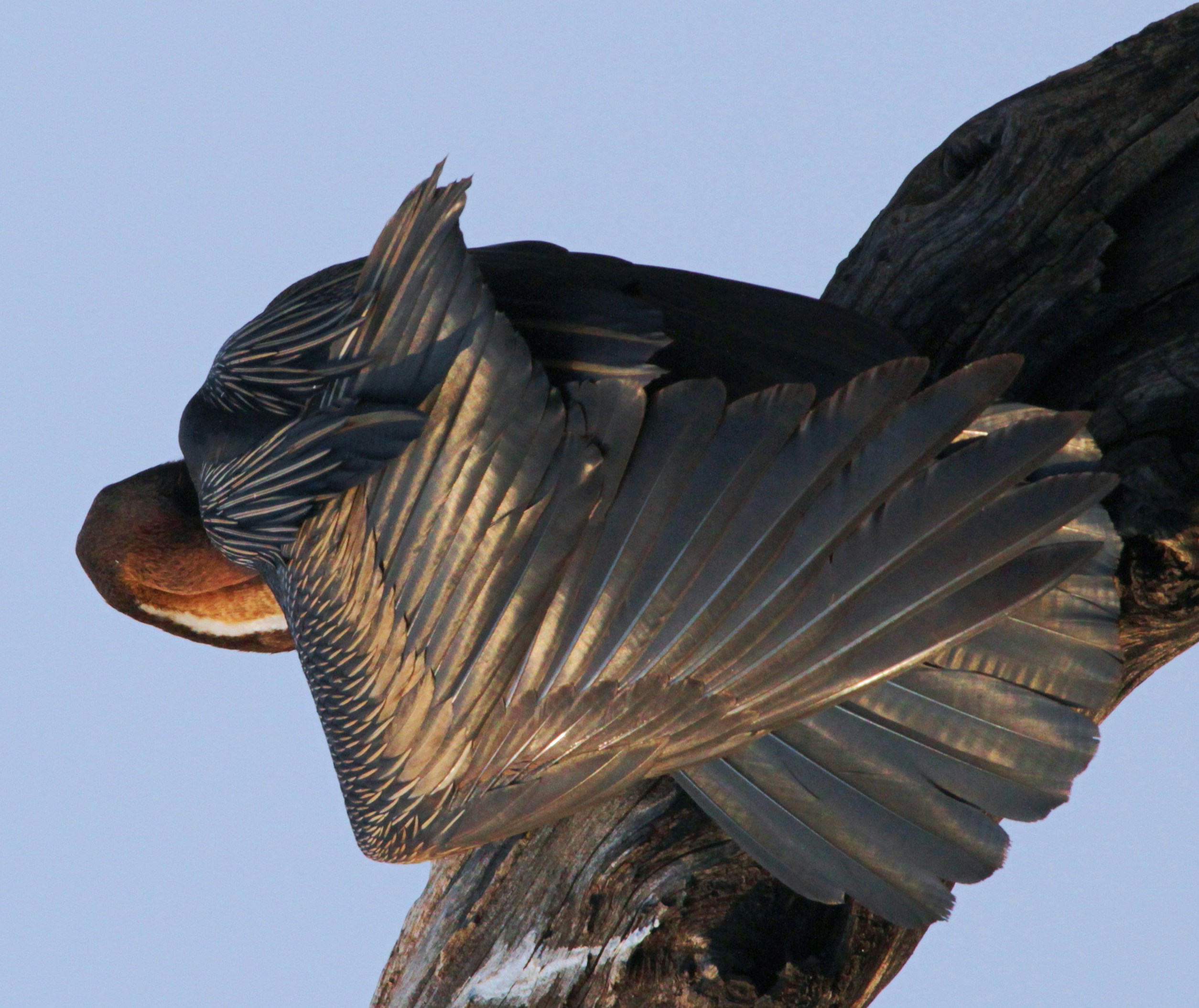 Sunlit Feathers Unfurl on a Weathered Branch