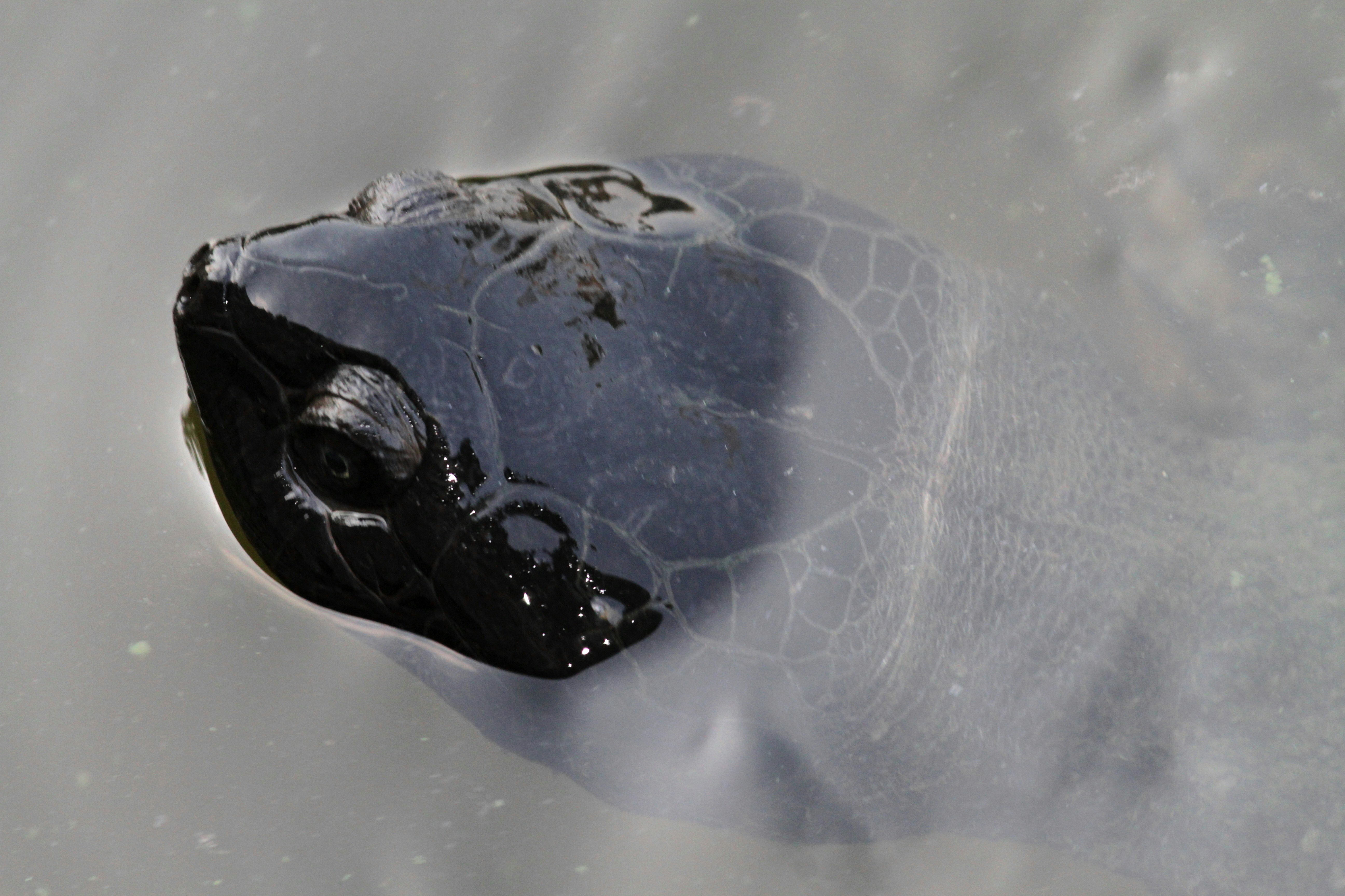 Partial Turtle Head in Glassy Water: A Quiet Underwater Portrait